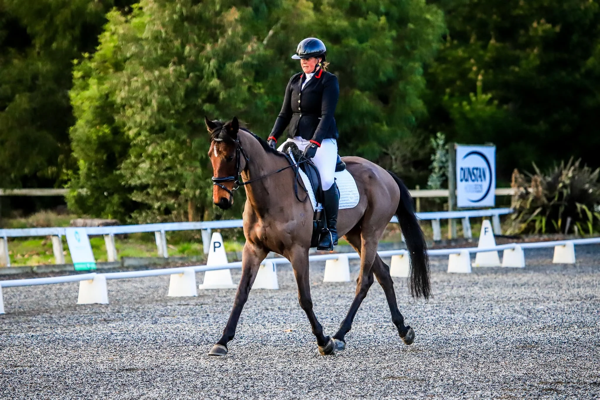 About Driftwood Sport Horses | Canterbury — Driftwood Sport Horses