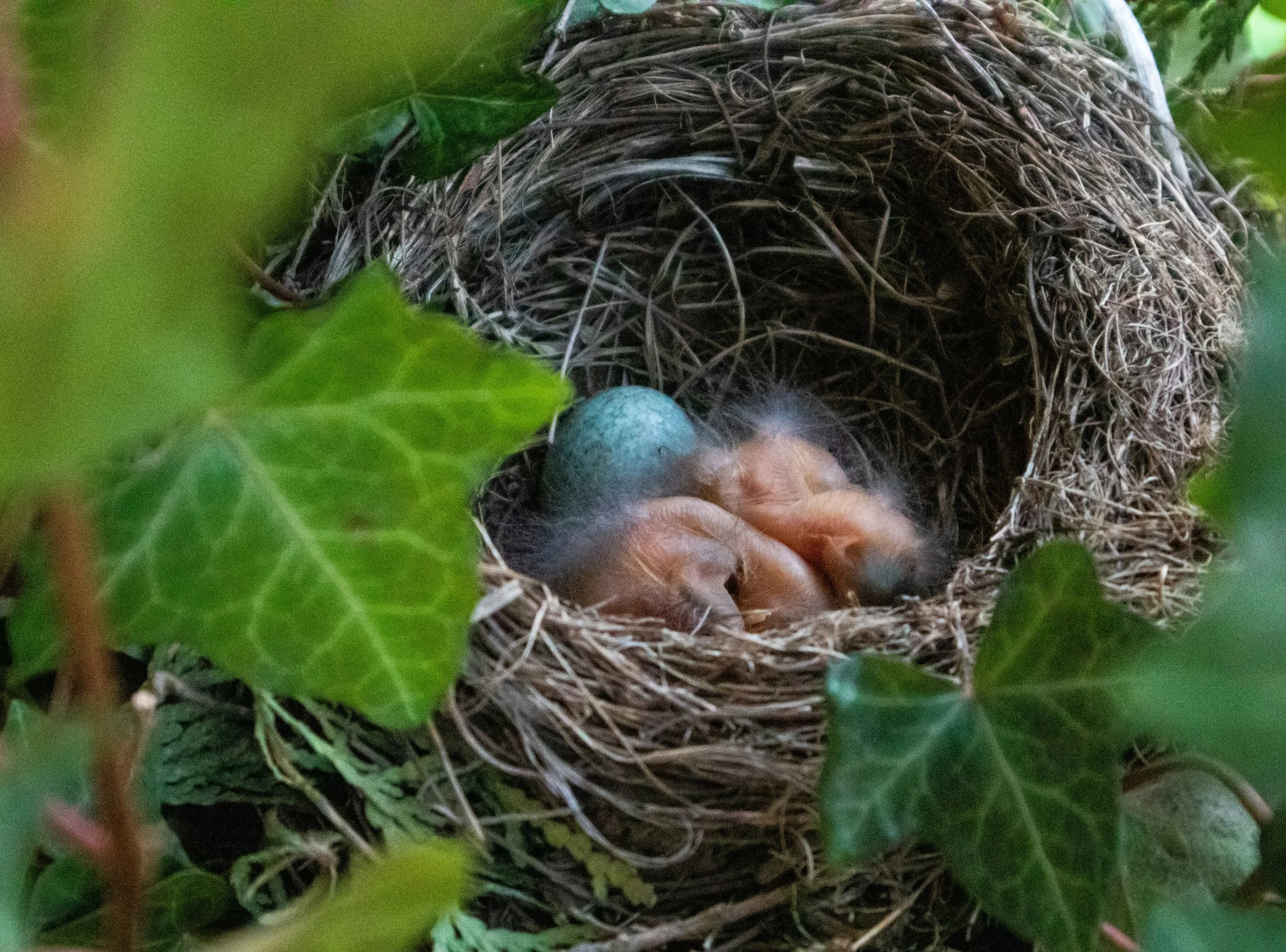 Hatching — Encounter Nature