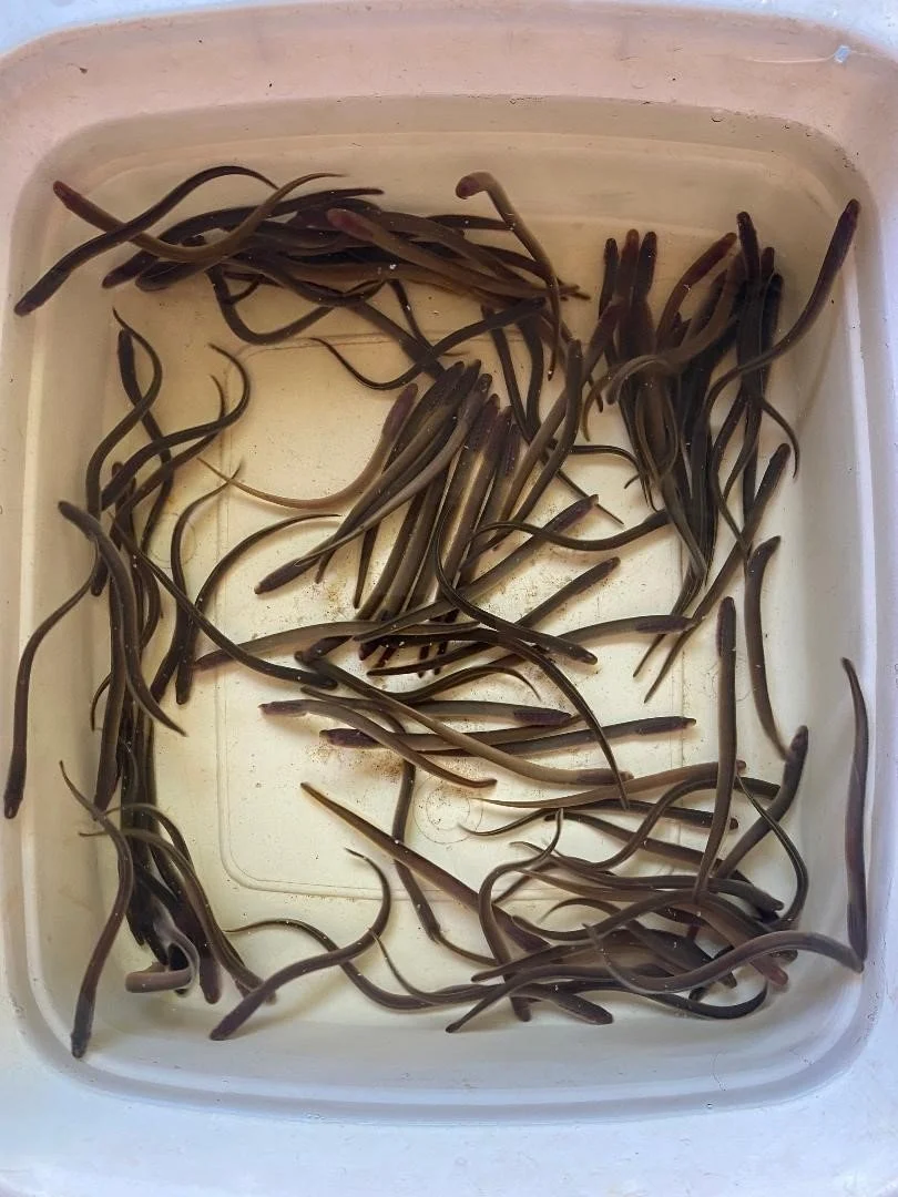 Lautenschlager Lab - We decode protein phase separation at the synapse.