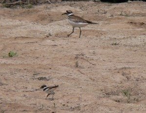 Birds | Discover Local Birdlife Today — Ojai Valley Land Conservancy