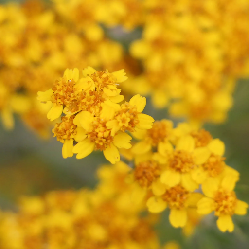 Certified Gardens — Ojai Valley Land Conservancy