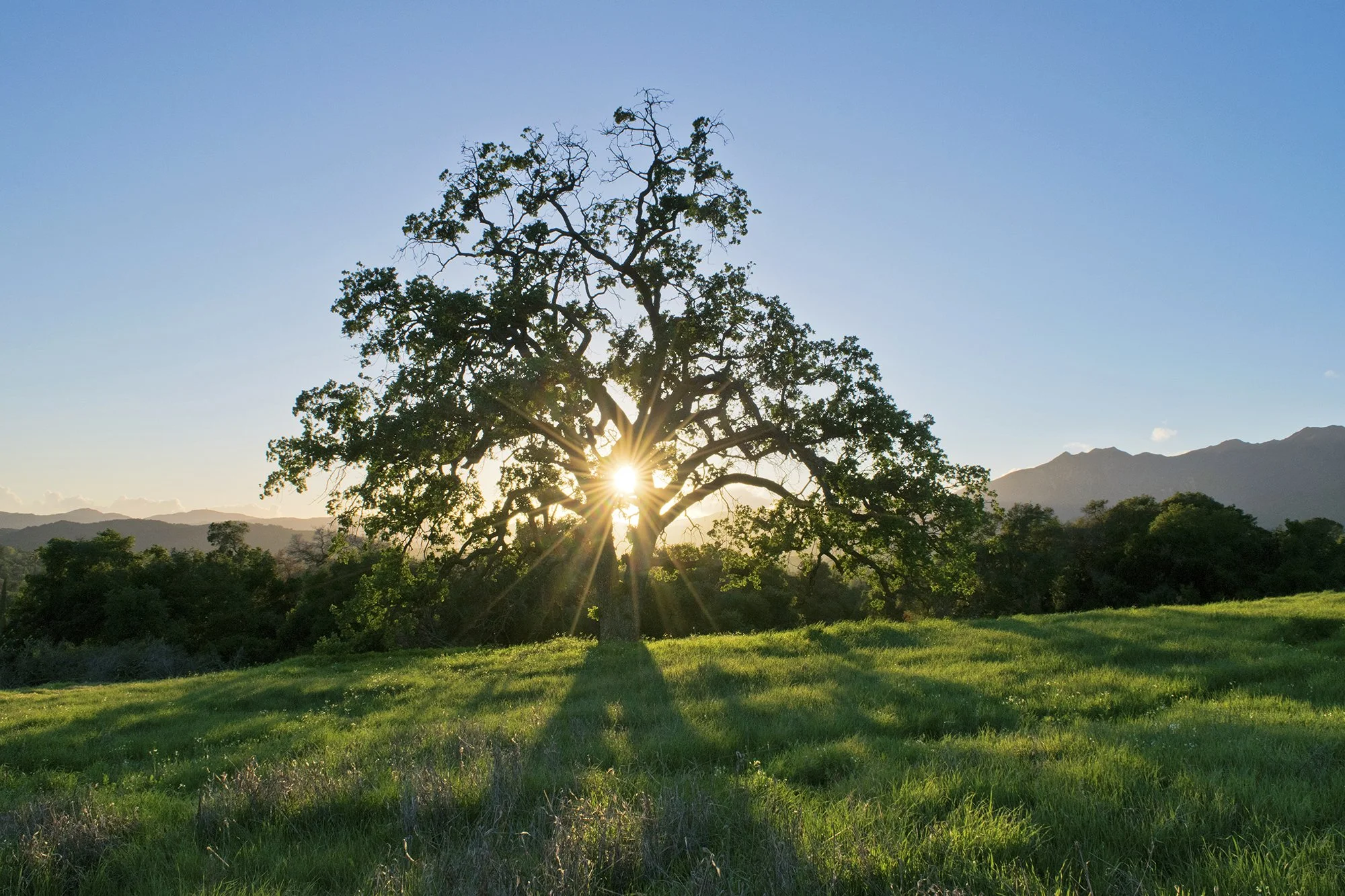 About Us — Ojai Valley Land Conservancy