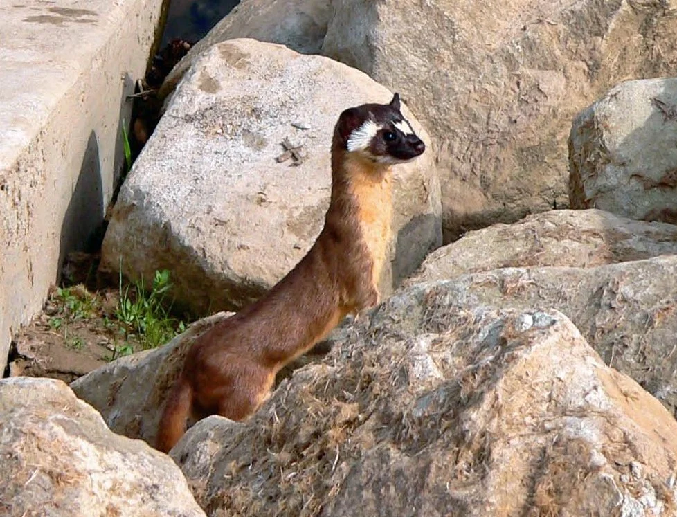 Wildlife — Ojai Valley Land Conservancy