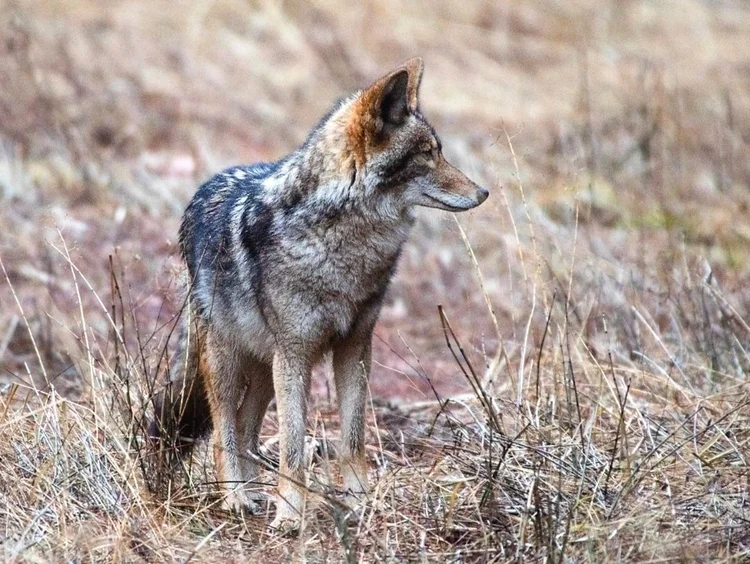 Wildlife | Explore & Protect Wildlife Today — Ojai Valley Land Conservancy