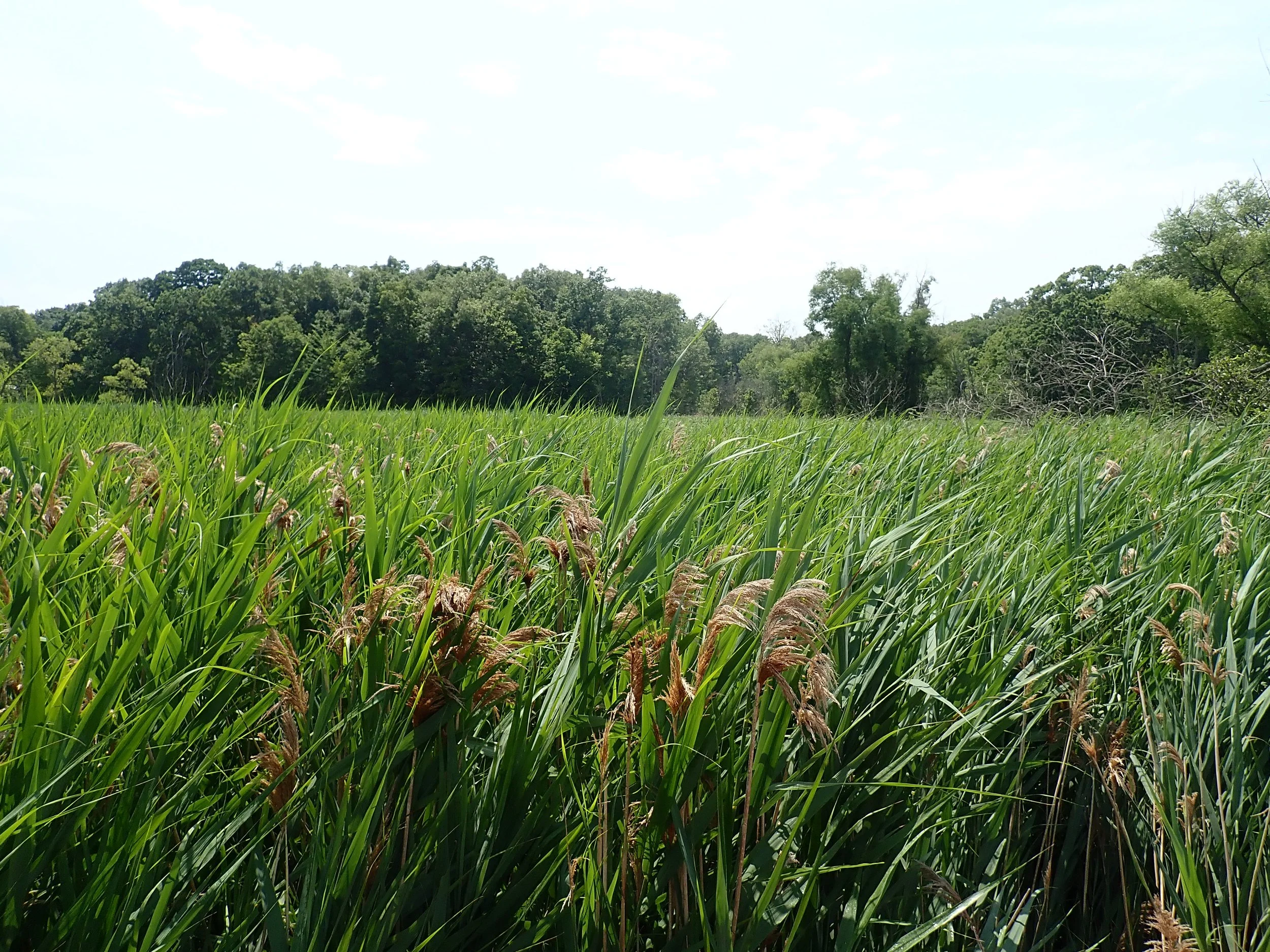 First Nation Phragmites Control