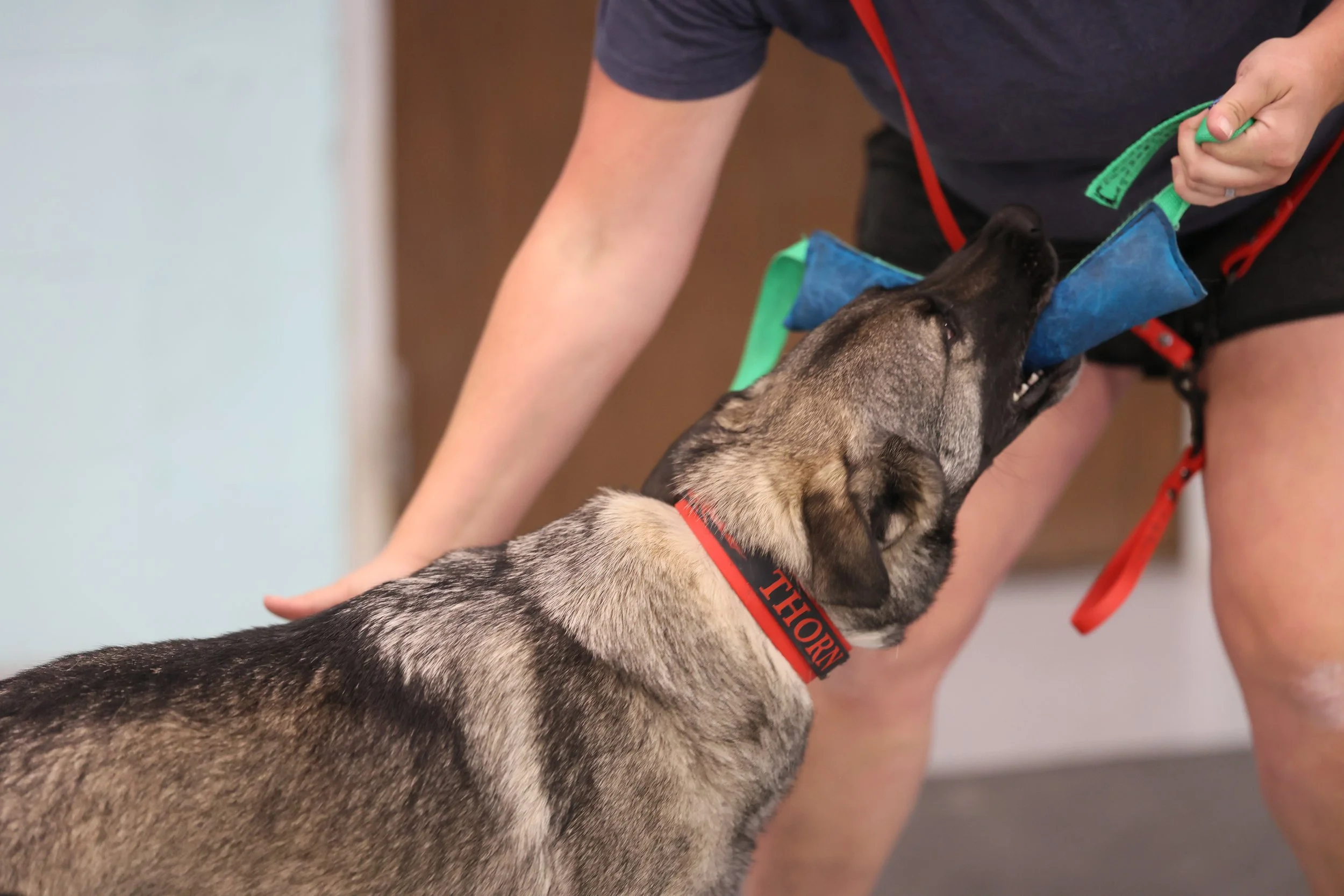 Dynamic K9, LLC