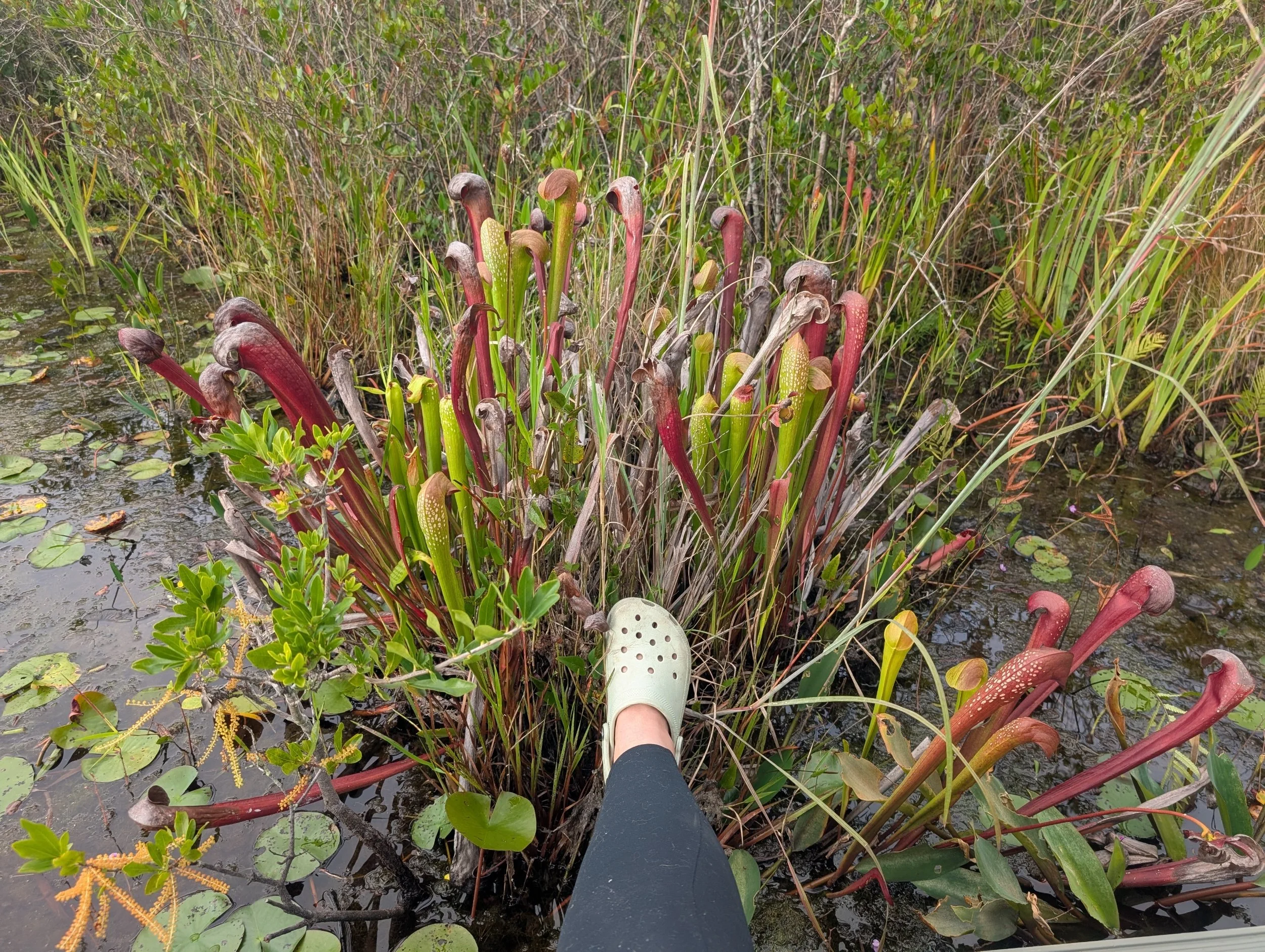 Feed Me, Seymour: The Giant Hooded Pitcher Plants of the Okefenokee ...