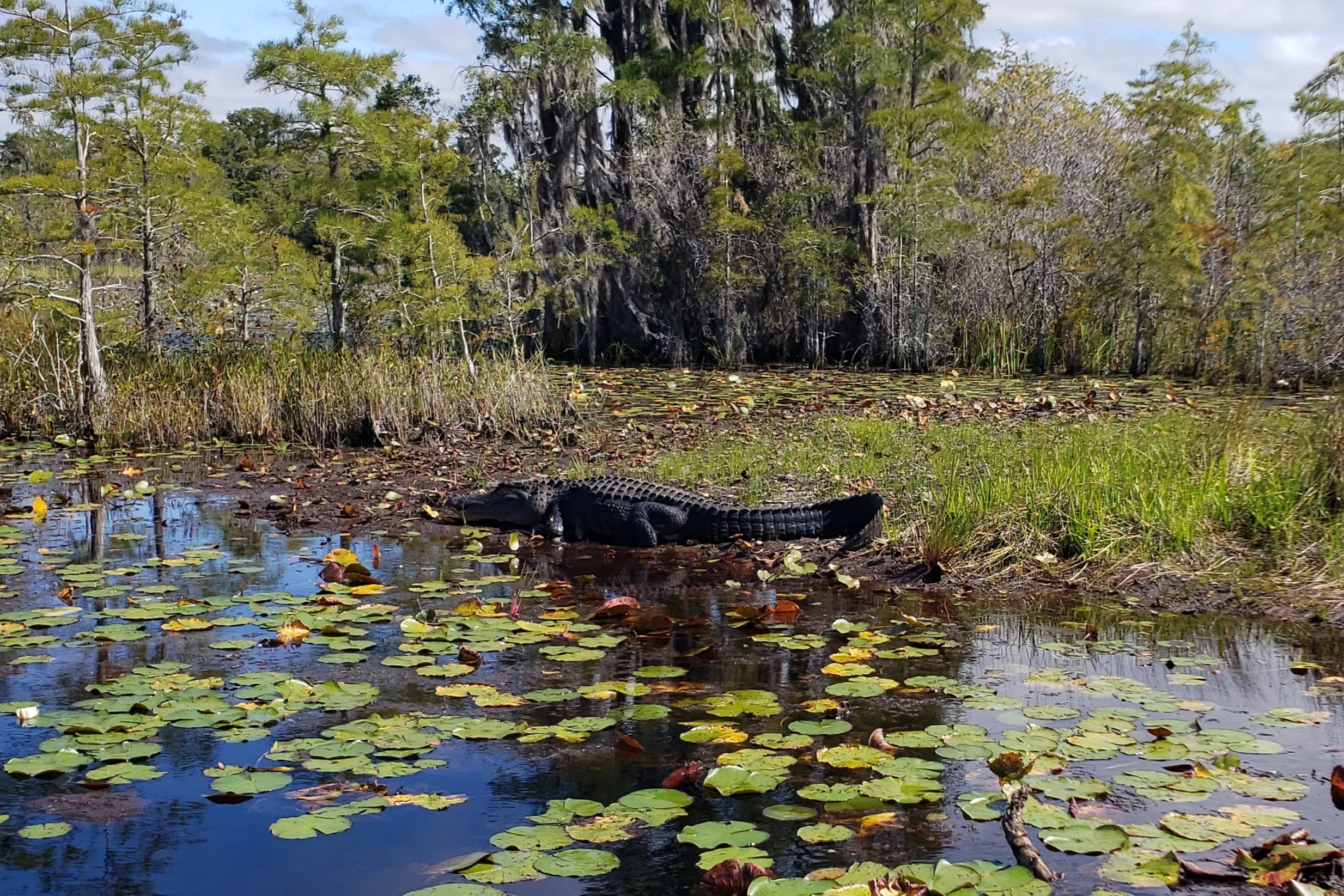 Okefenokee & Satilla Expeditions