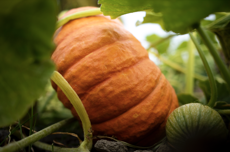 Everything you need to know — Gordon Skagit Farms