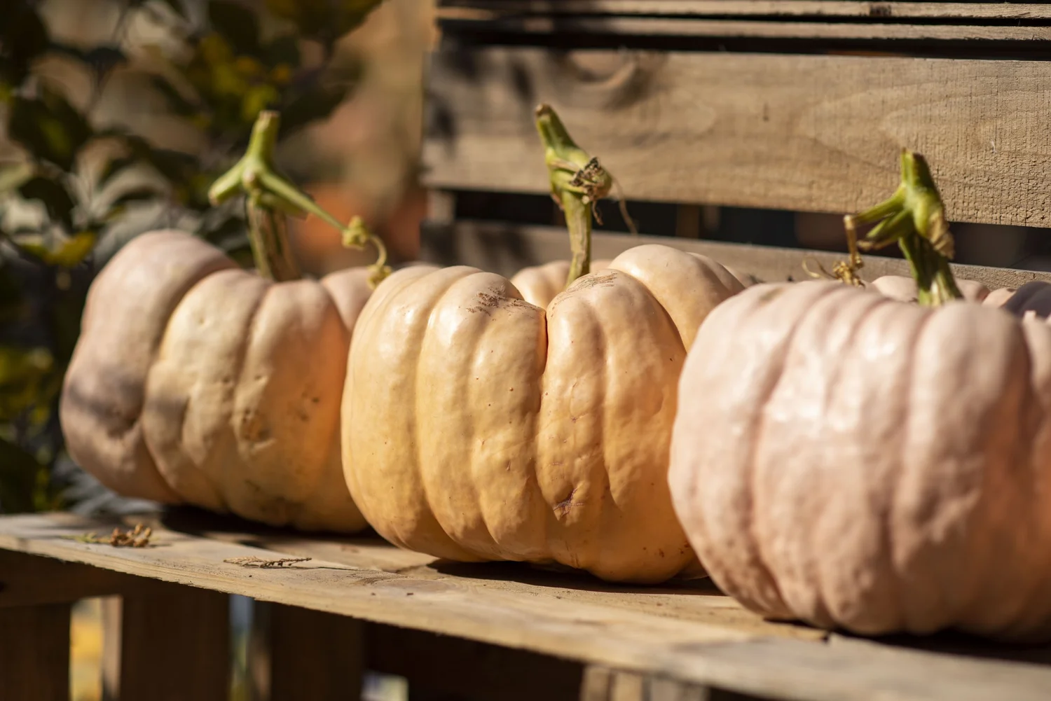 Visiting the farm — Gordon Skagit Farms
