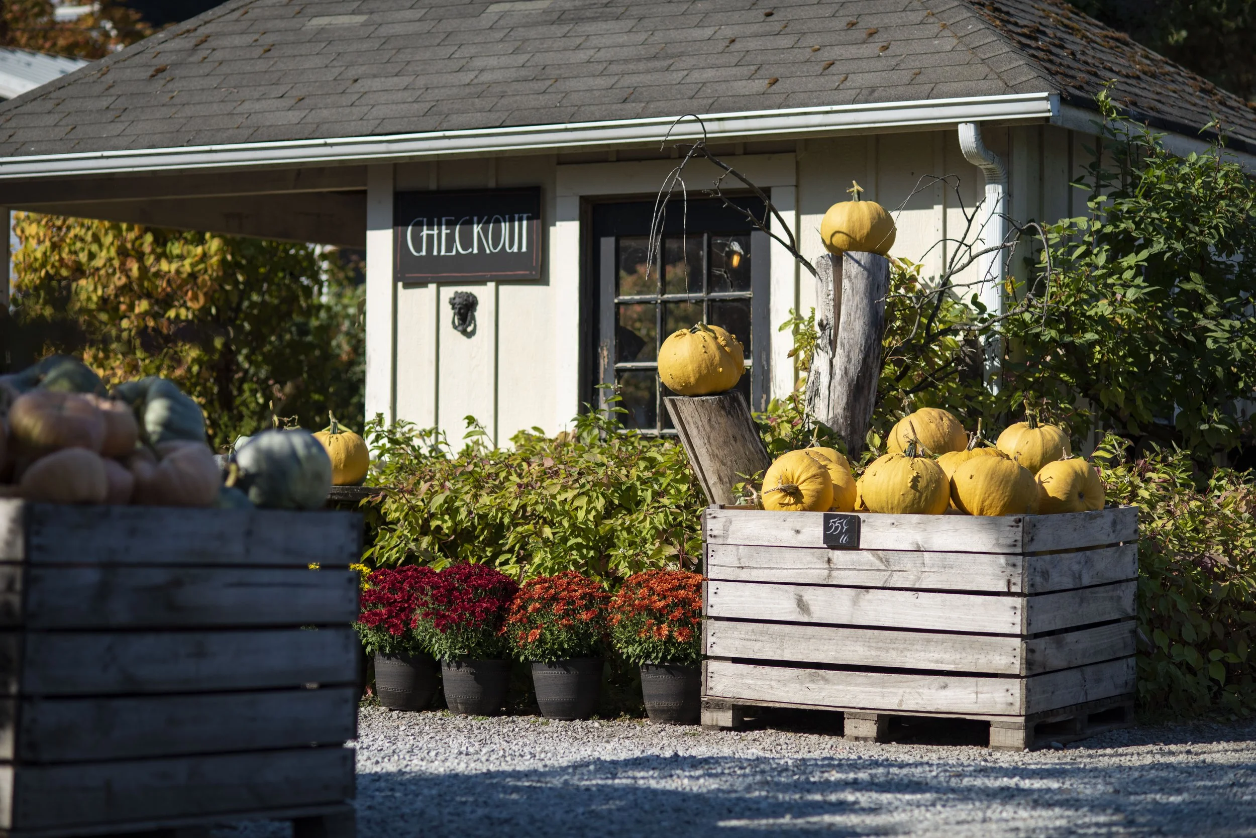 Everything you need to know — Gordon Skagit Farms