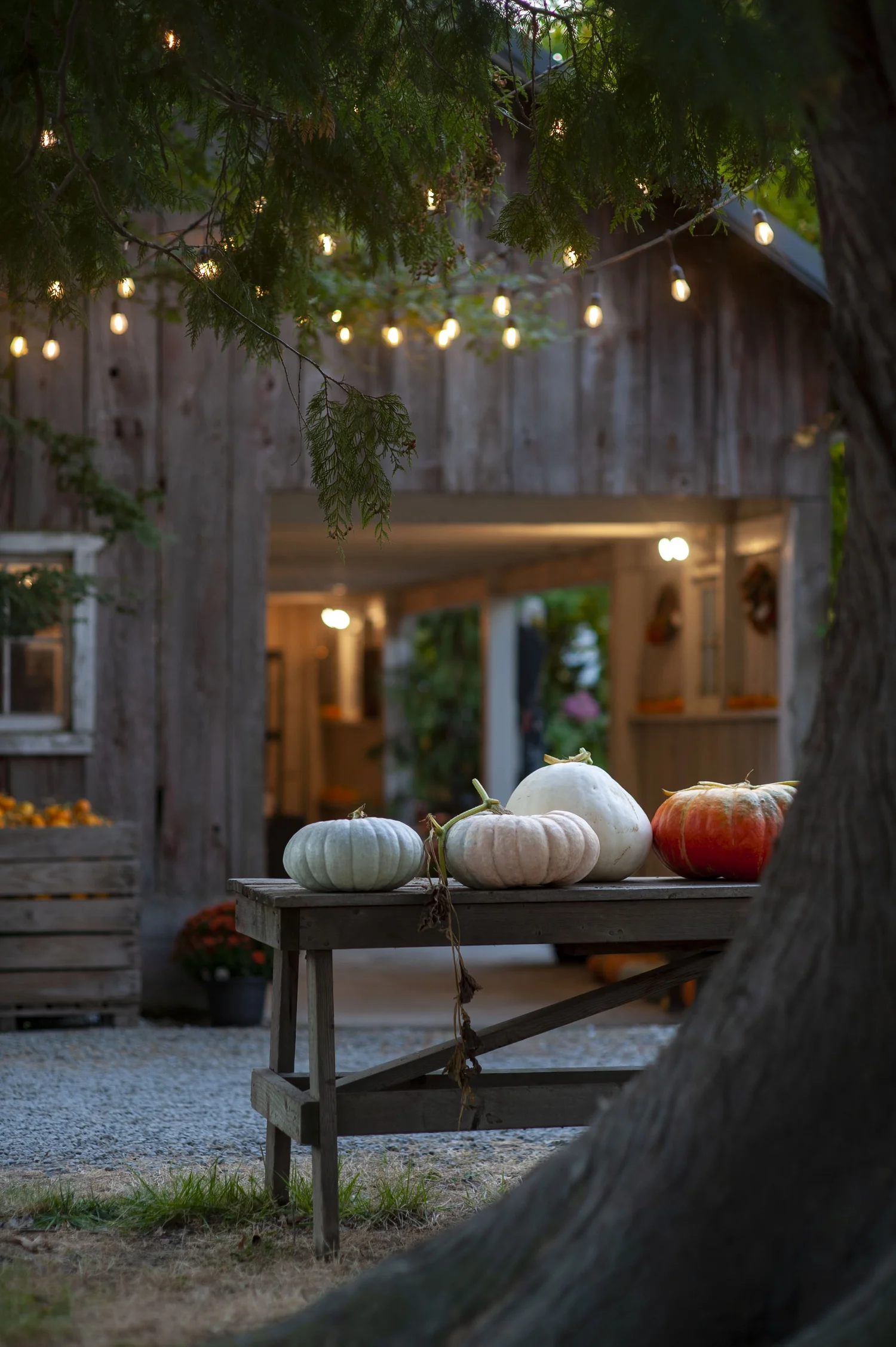 About us — Gordon Skagit Farms