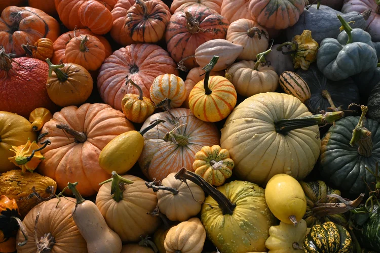 Everything you need to know — Gordon Skagit Farms