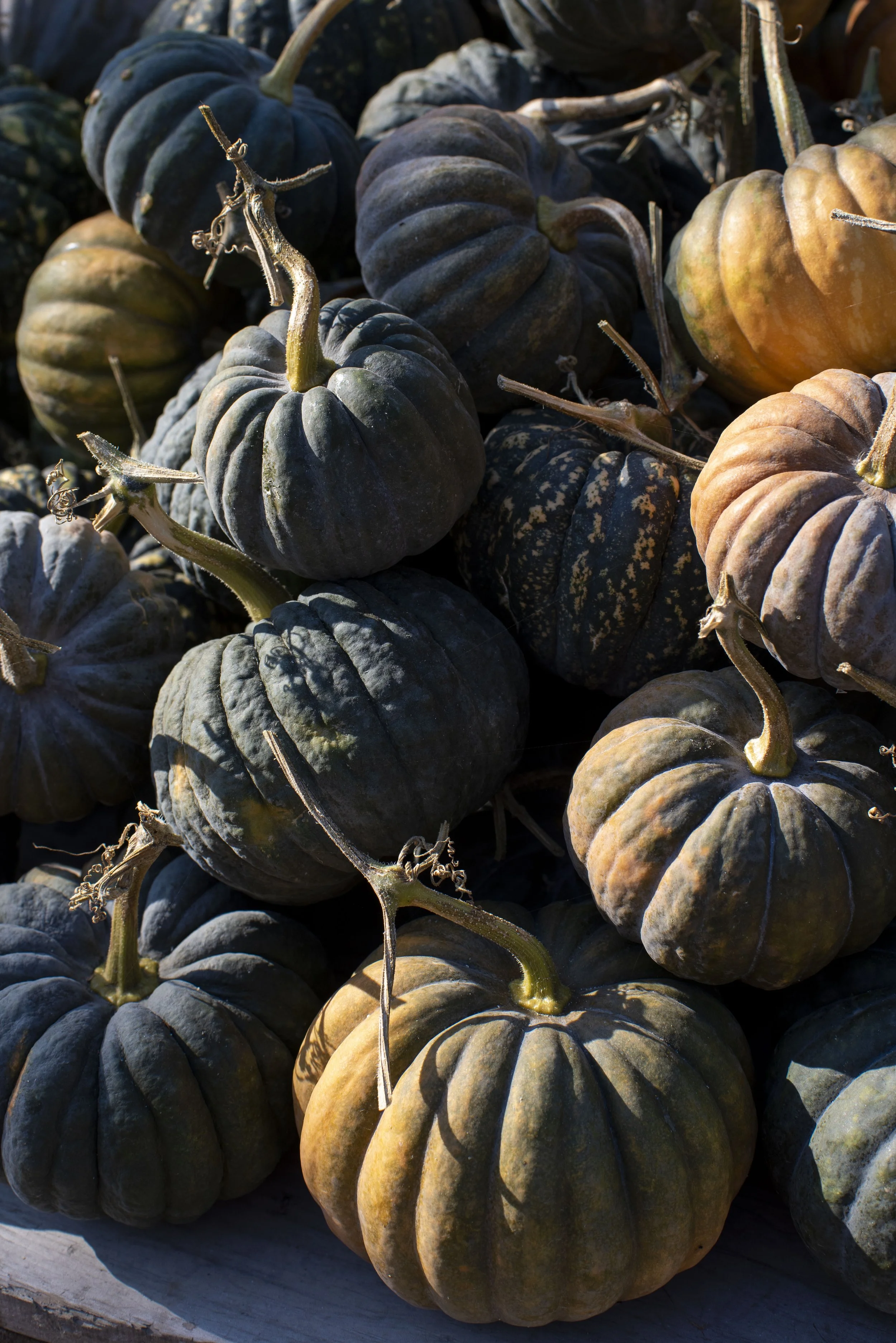 Everything you need to know — Gordon Skagit Farms