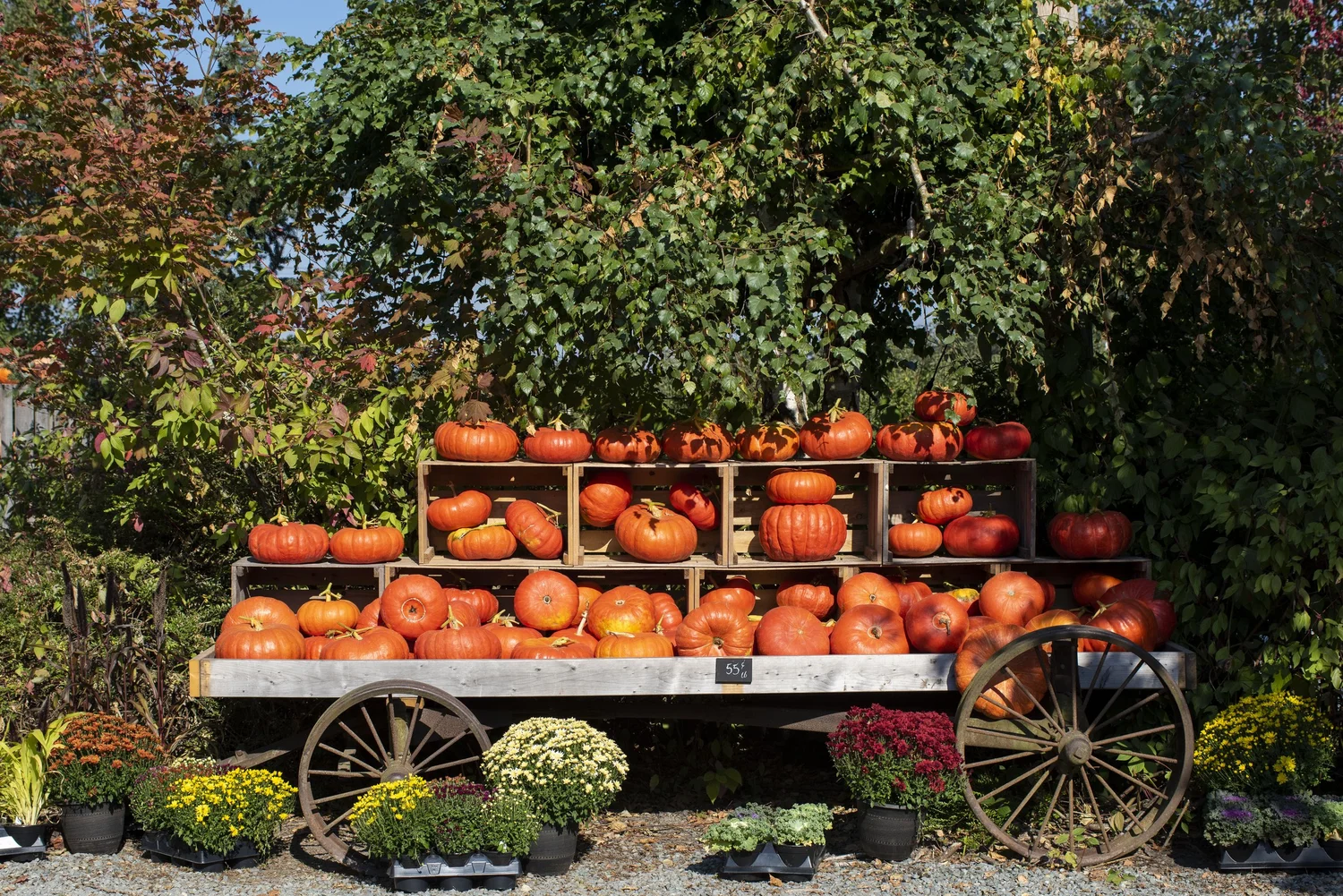 Gordon Skagit Farms