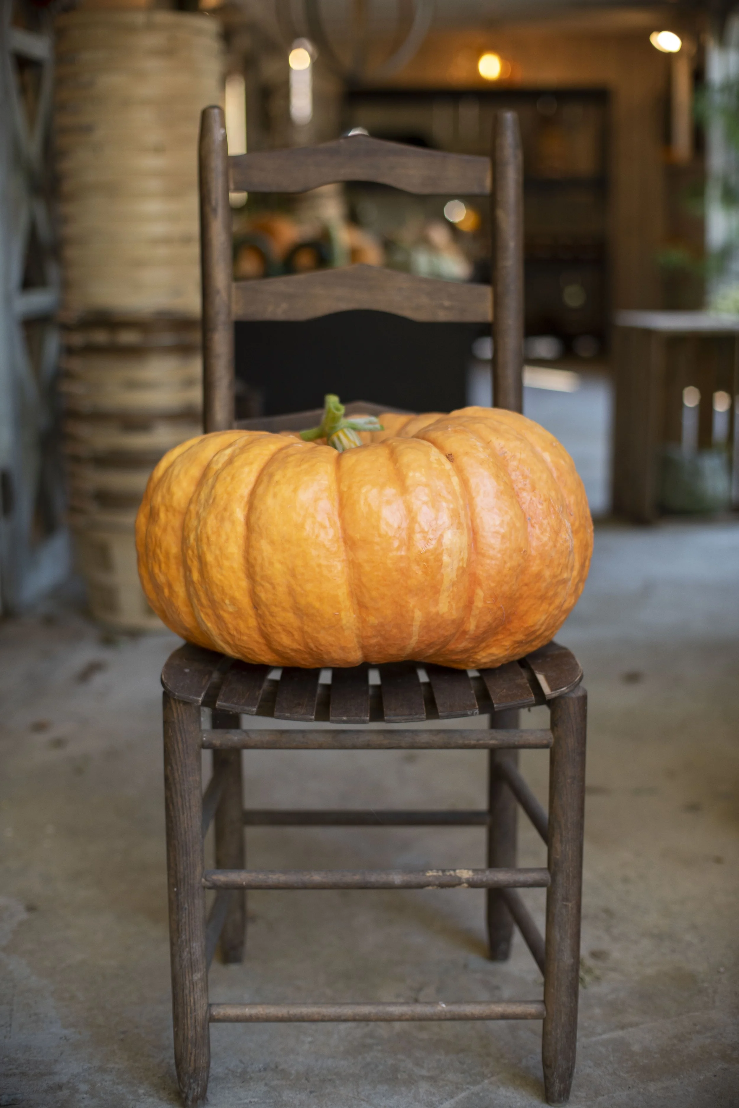 Everything you need to know — Gordon Skagit Farms