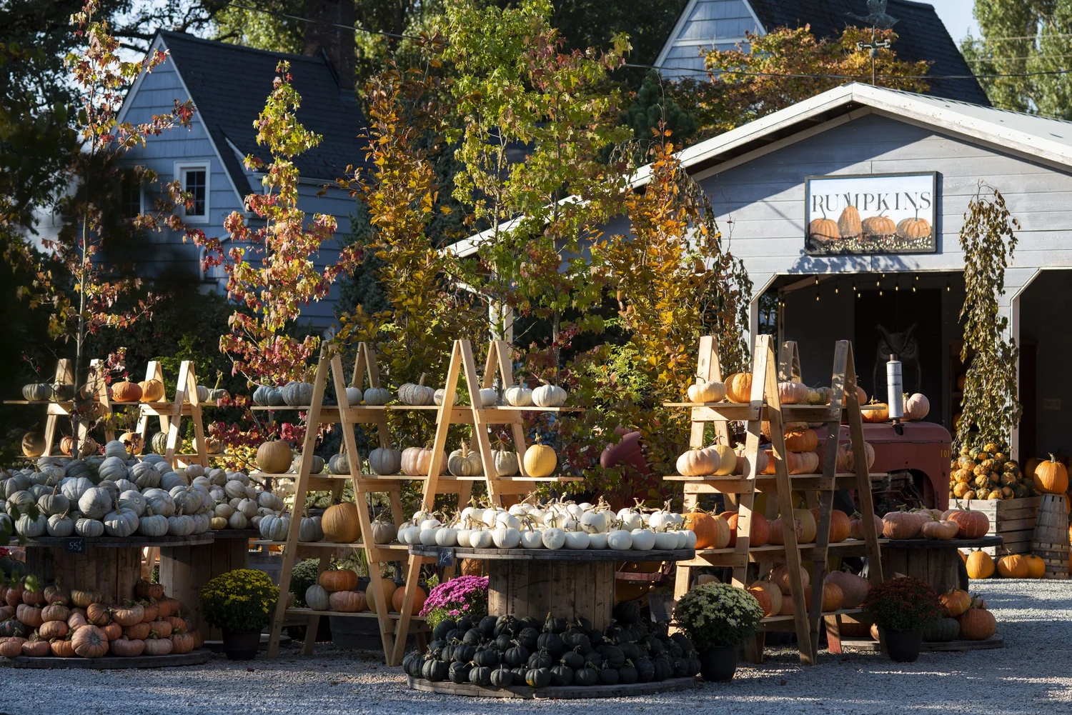 Everything you need to know — Gordon Skagit Farms