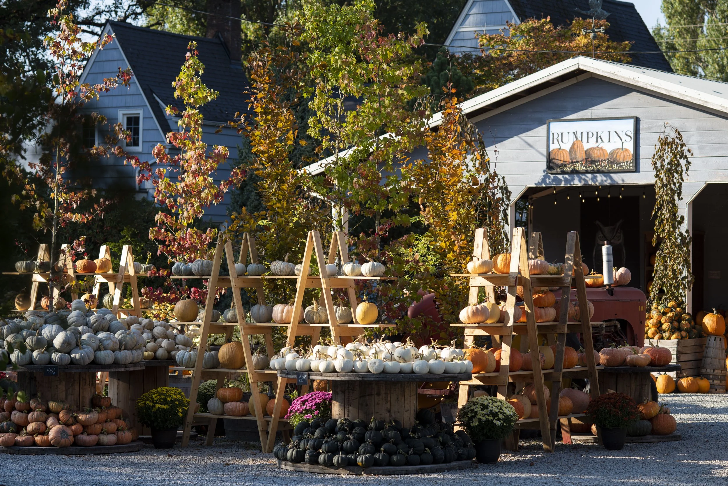 Everything you need to know — Gordon Skagit Farms