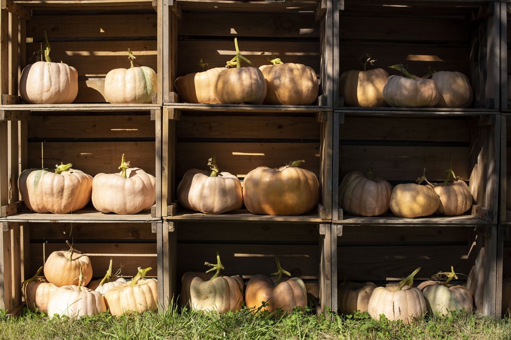 Everything you need to know — Gordon Skagit Farms
