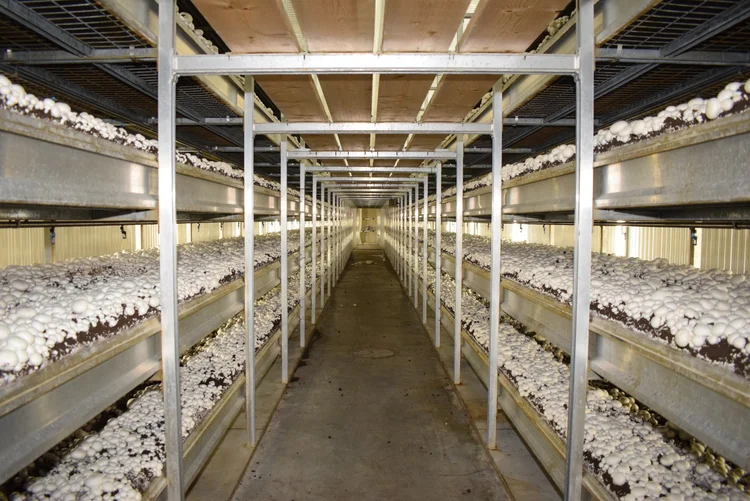 Sharon Mushroom Farm