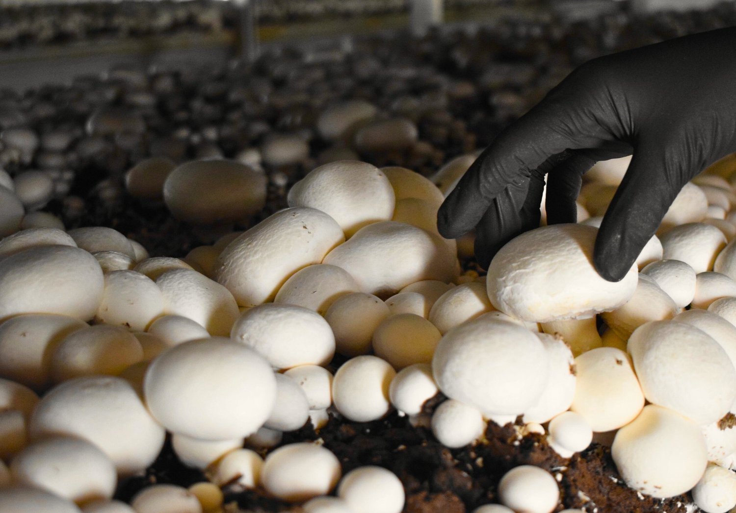 Sharon Mushroom Farm
