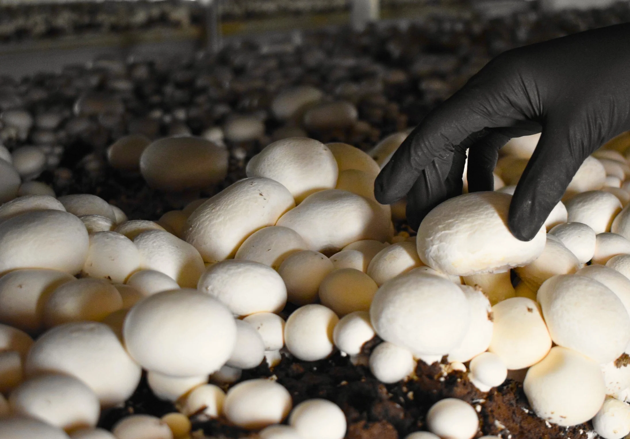 Sharon Mushroom Farm