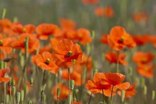 Fire Poppy Counseling