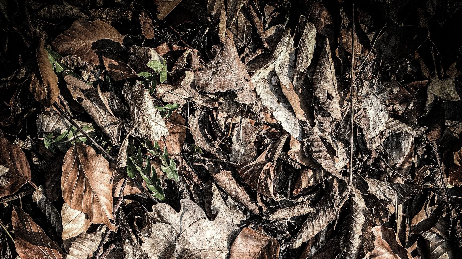 Elevate Horticulture: Bokashi Composting Solutions for Growth — Green ...