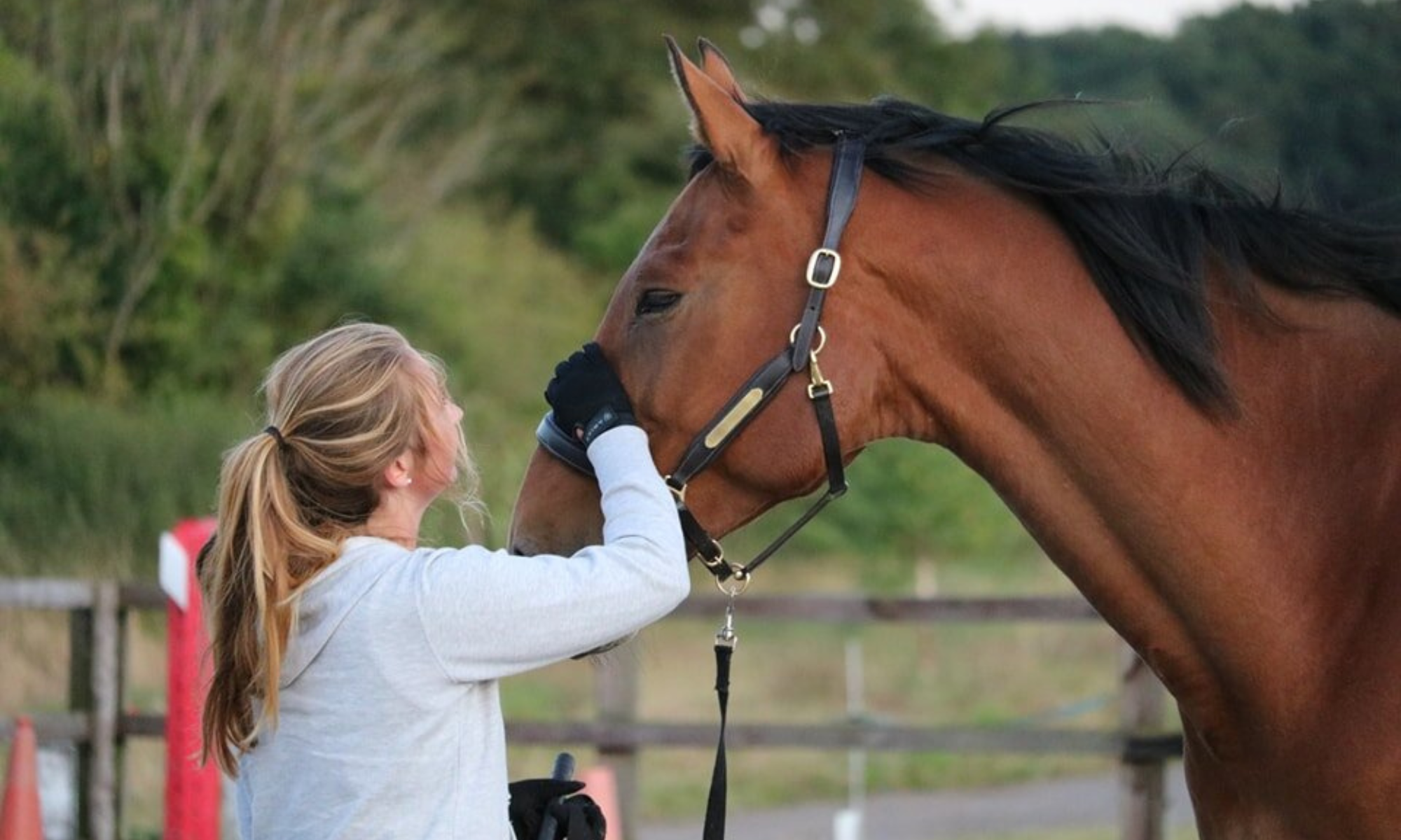 The Fundamentals of Horse Posture — yasminequinetraining