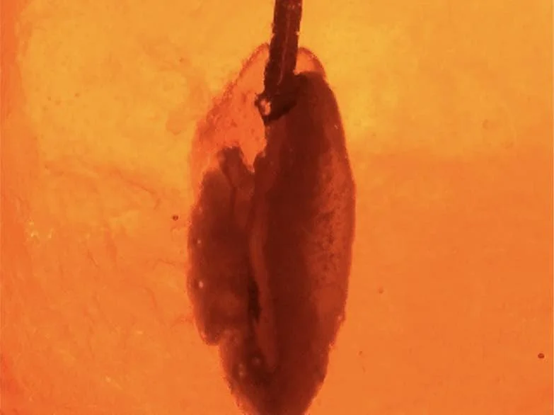 Our Technology — Active Needle