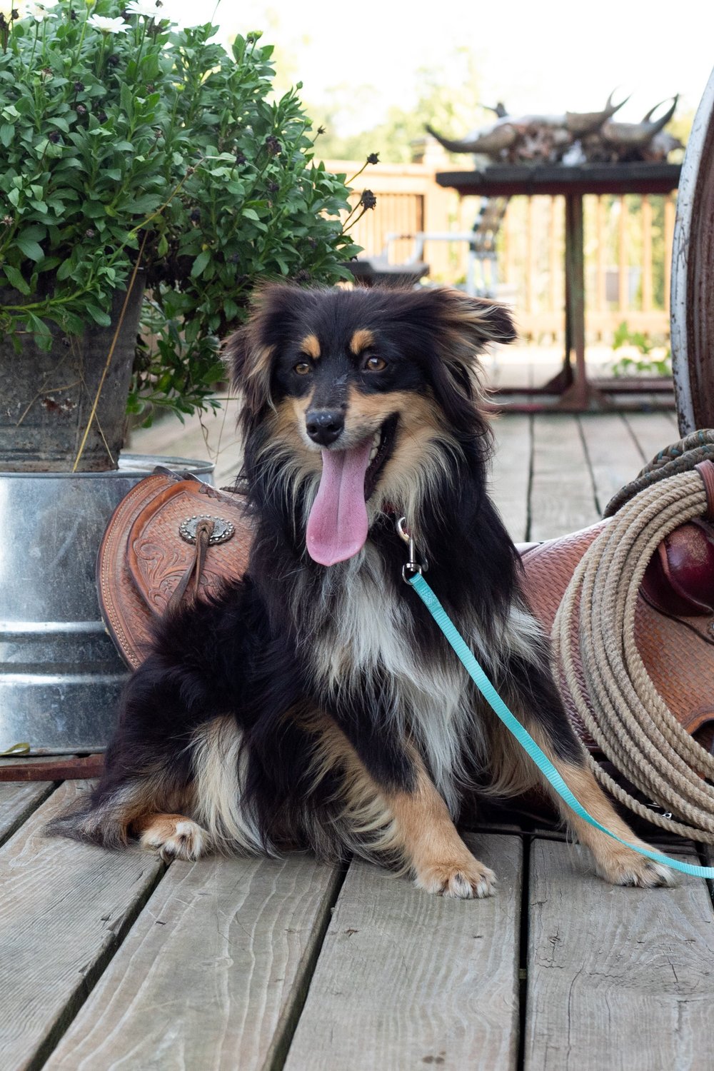 Double RR Oodles and Aussies | Find Your Ideal Puppy Today