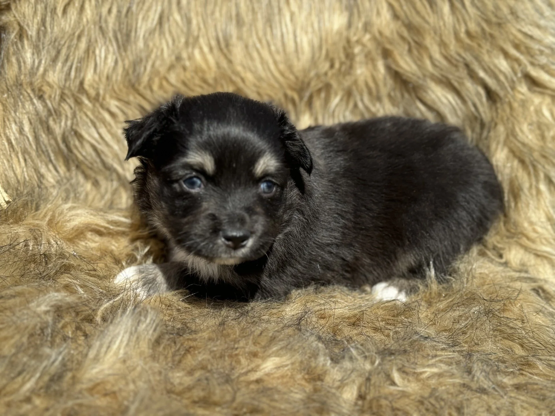 General 2 — Double RR Oodles and Aussies