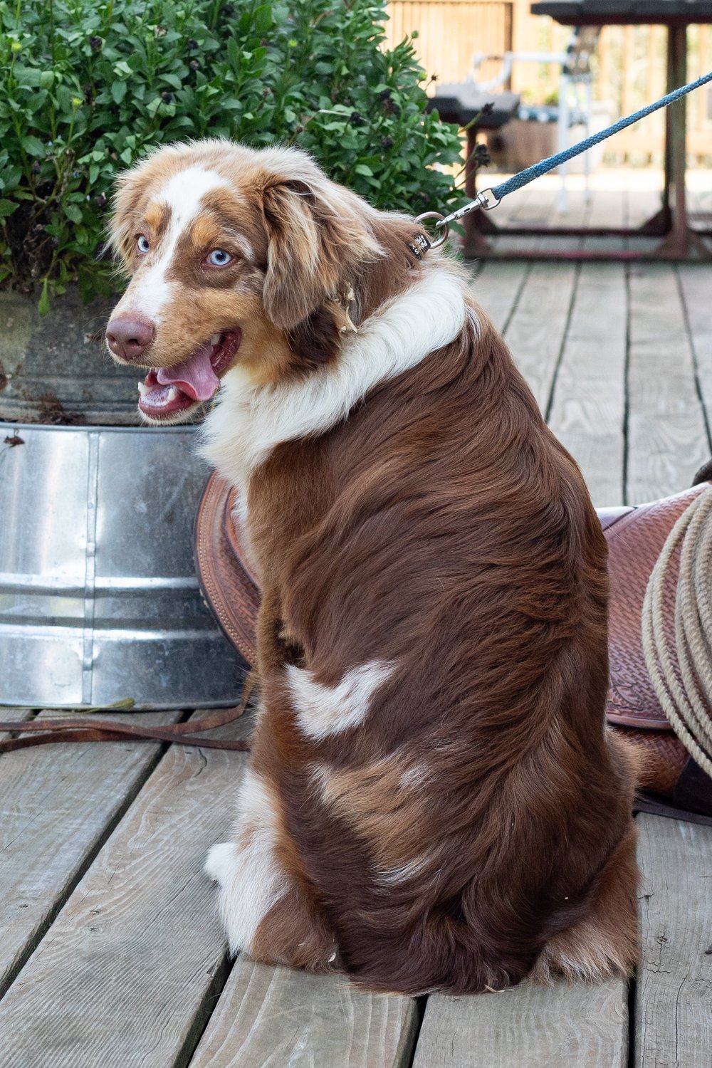 Double RR Oodles and Aussies | Find Your Ideal Puppy Today
