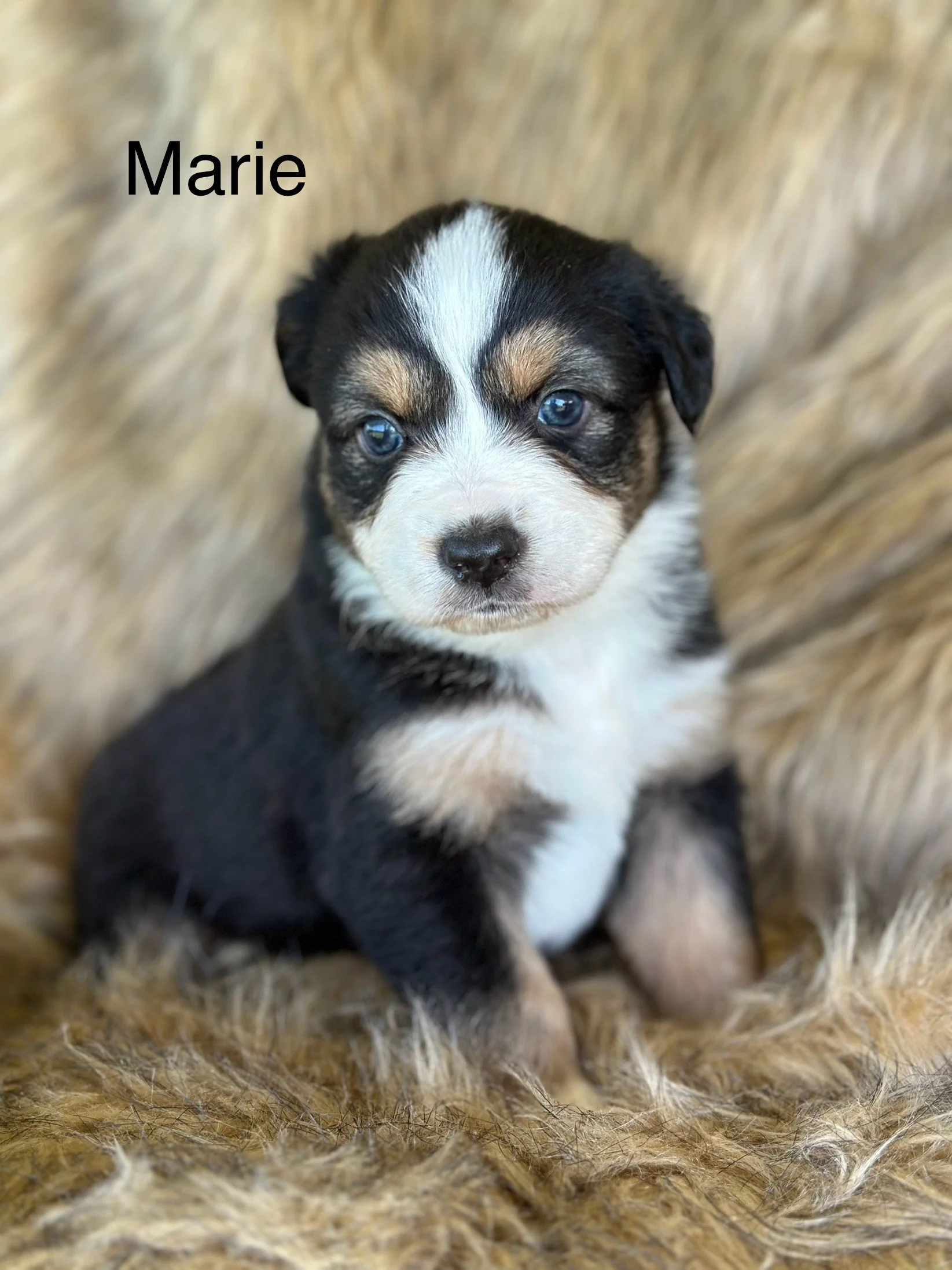 General 2 — Double RR Oodles and Aussies