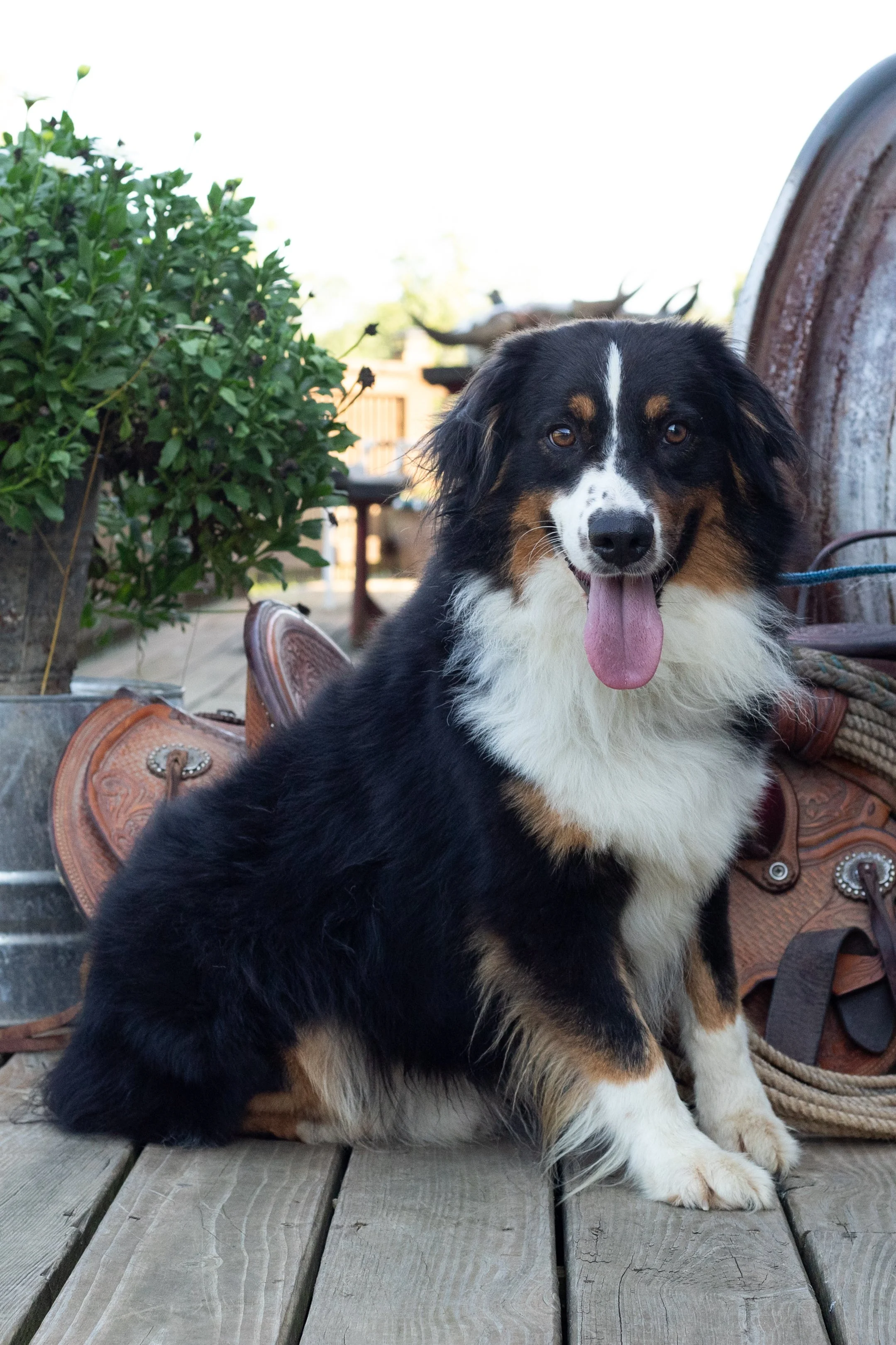Double RR Oodles and Aussies | Find Your Ideal Puppy Today