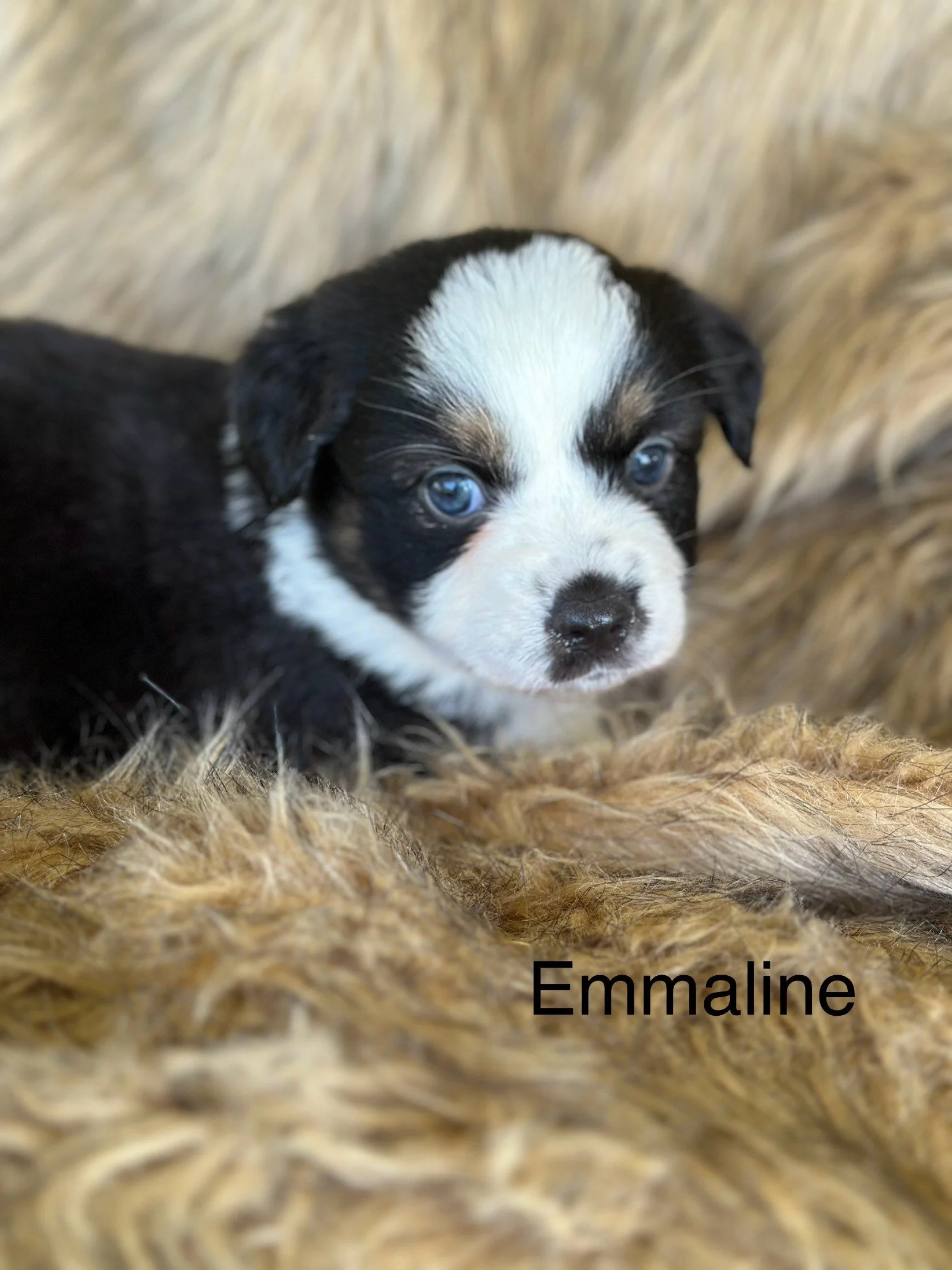 General 2 — Double RR Oodles and Aussies