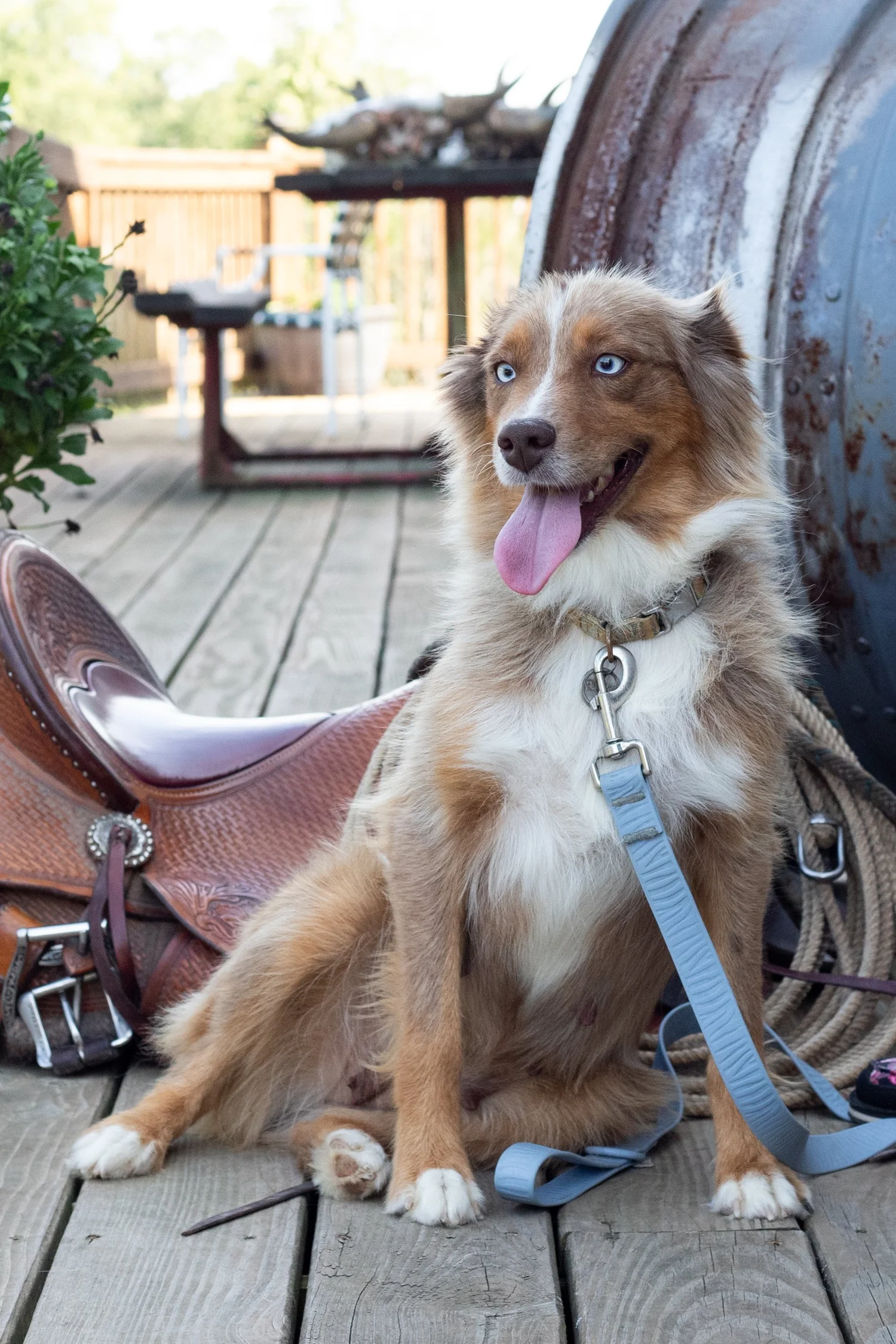 Double RR Oodles and Aussies | Find Your Ideal Puppy Today