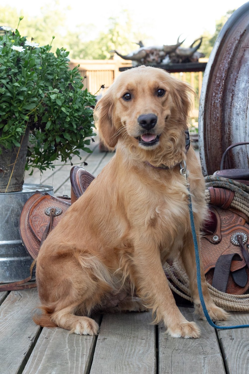 Double RR Oodles and Aussies | Find Your Ideal Puppy Today