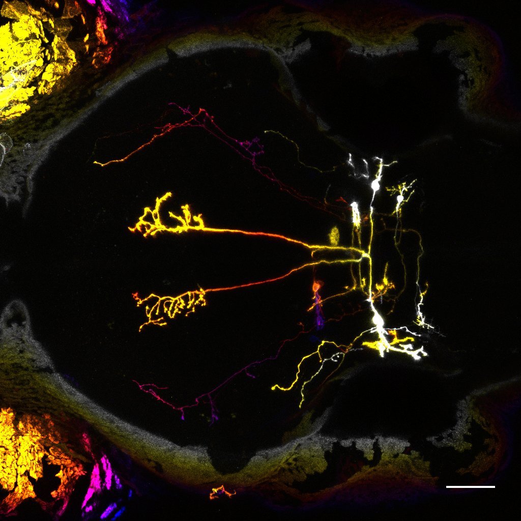 Schaffer Lab — Resources