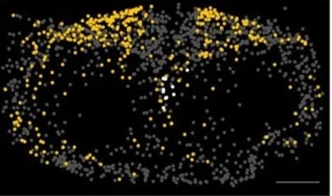 Schaffer Lab — Research