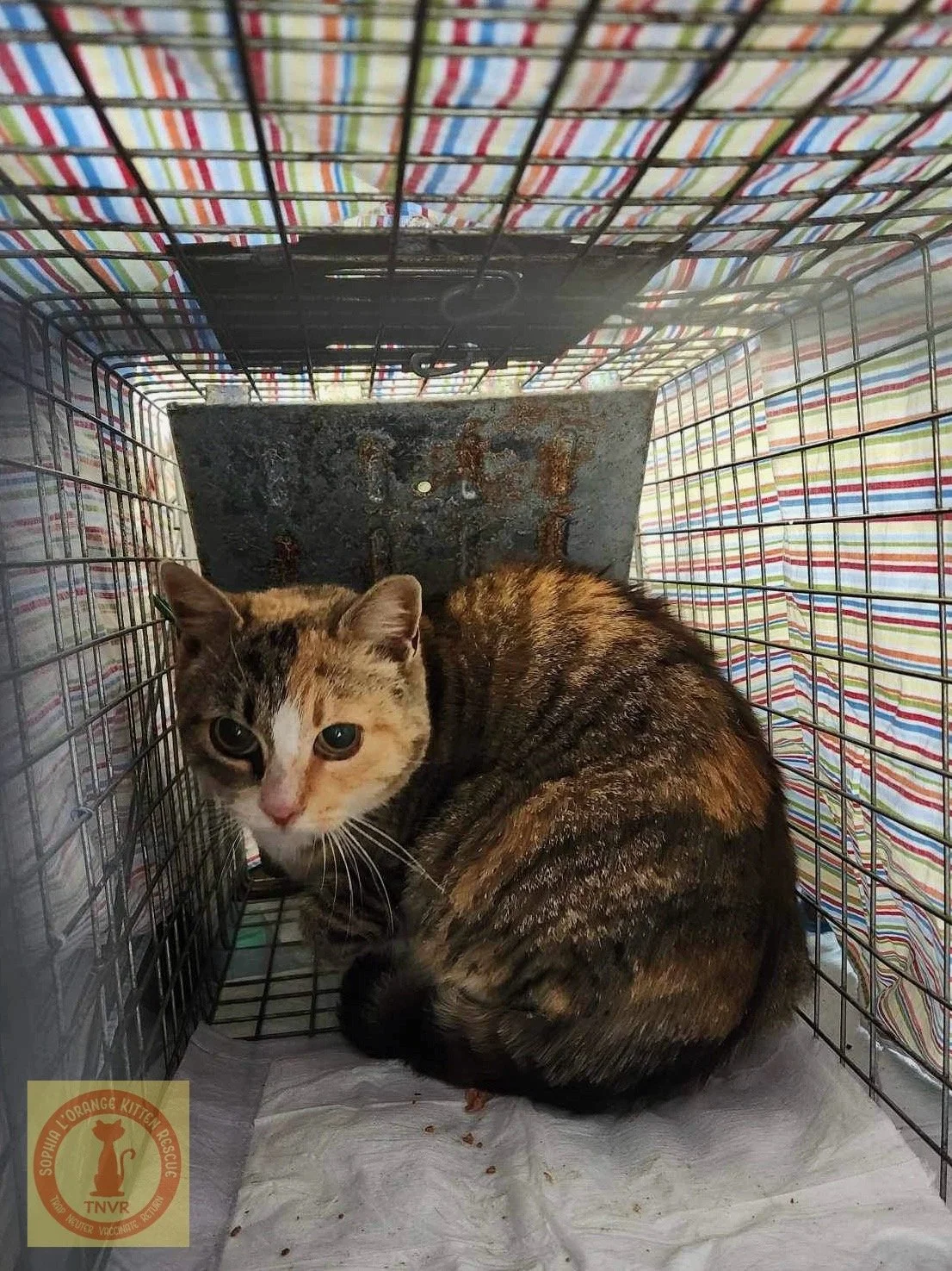TNVR — Sophia L'Orange Kitten Rescue