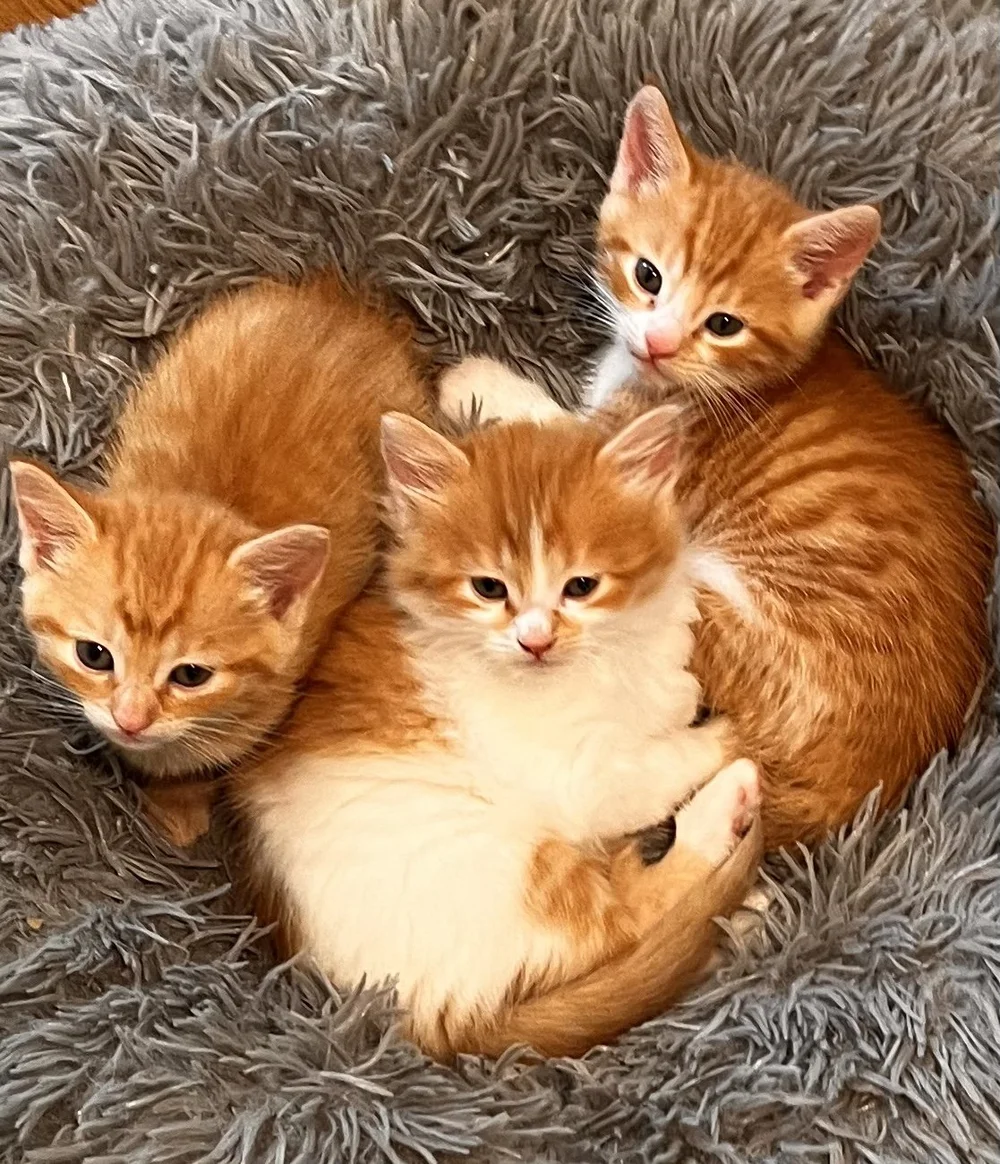 Sophia L'Orange Kitten Rescue