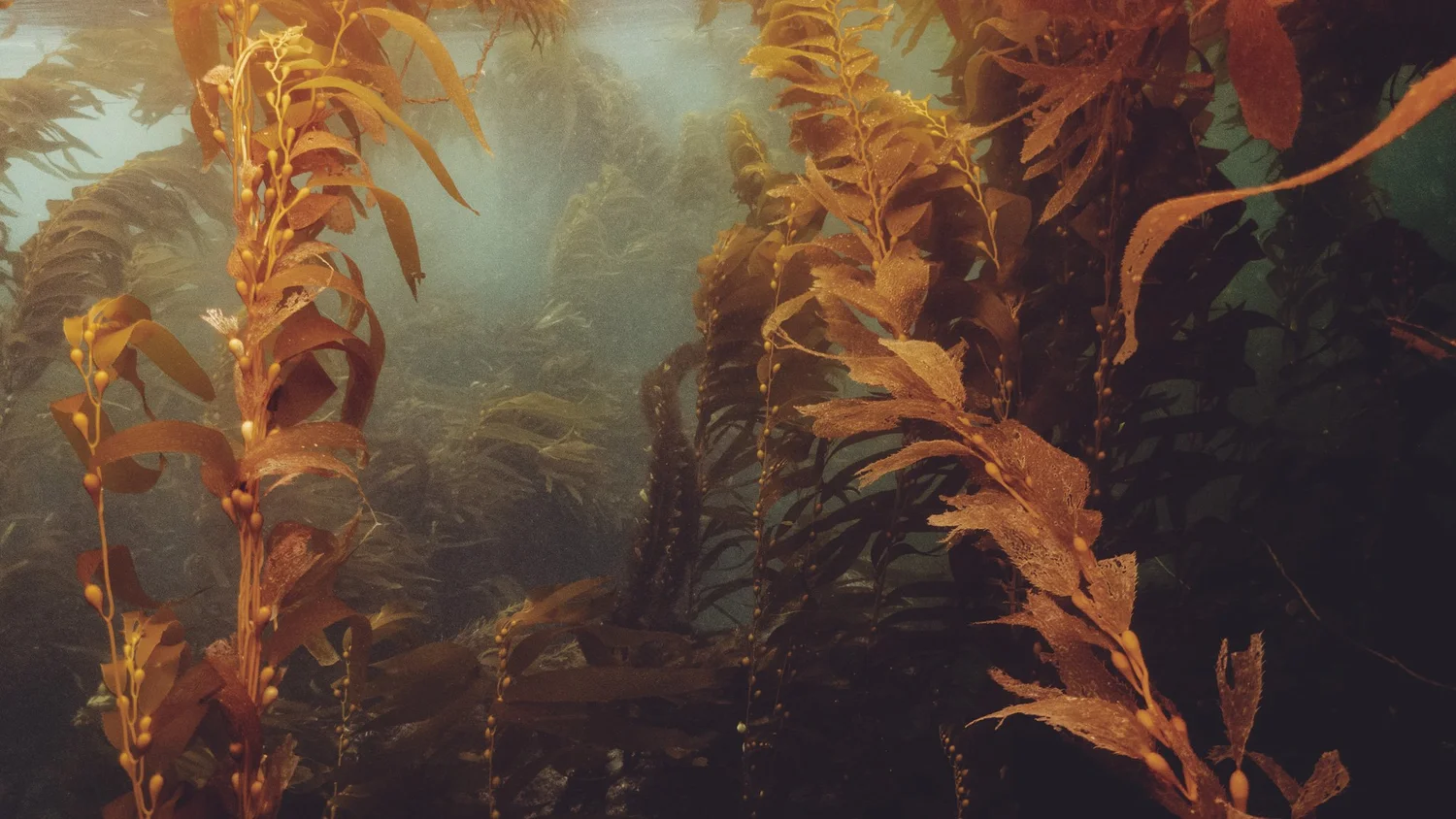 Dive Channel Islands - Scuba Diving Experience in California