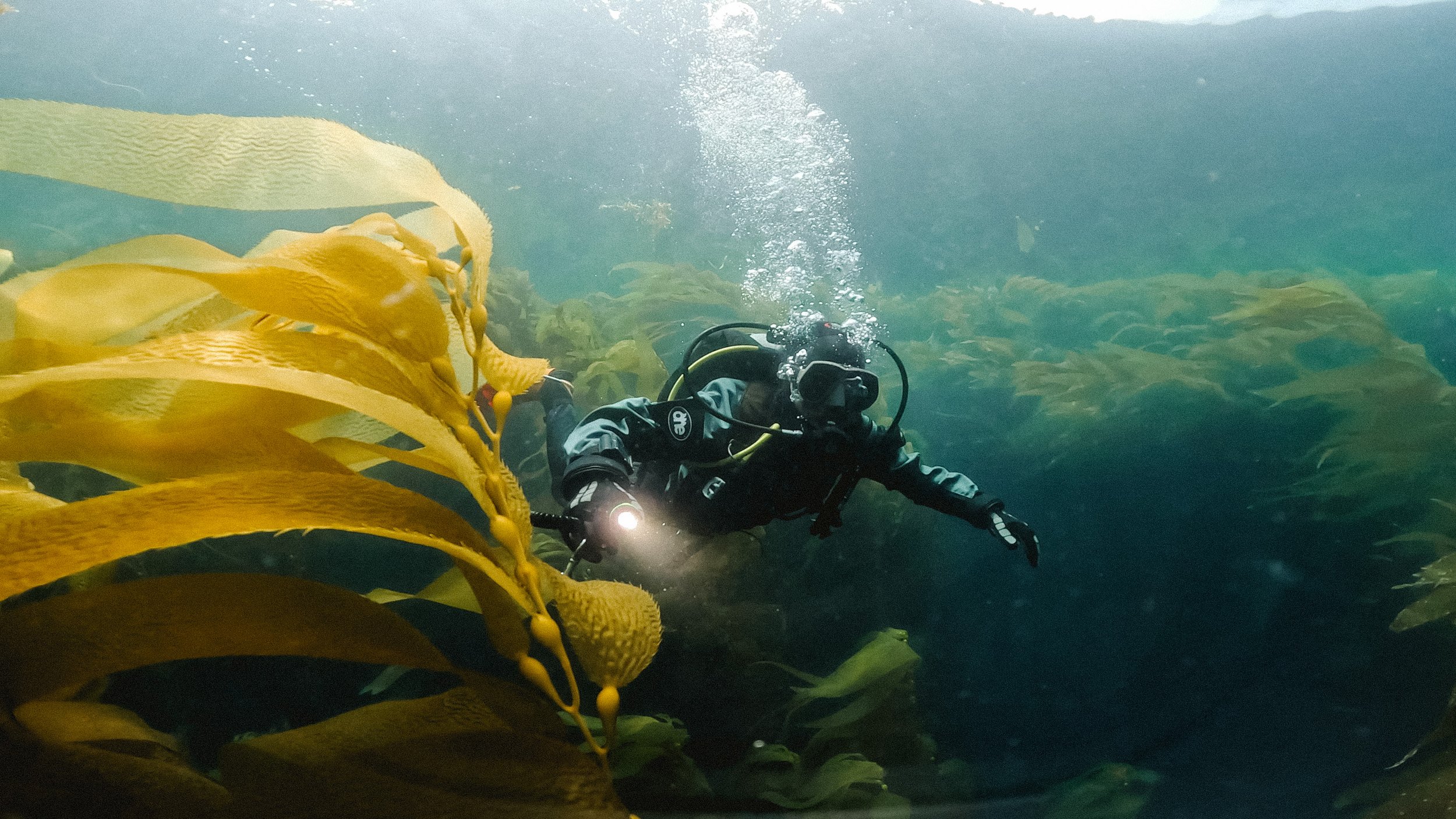 Dive Channel Islands - Scuba Diving Experience in California