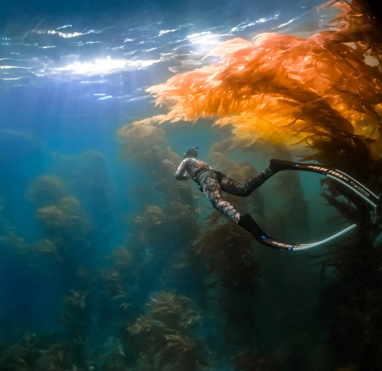 Dive Channel Islands - Scuba Diving Experience in California