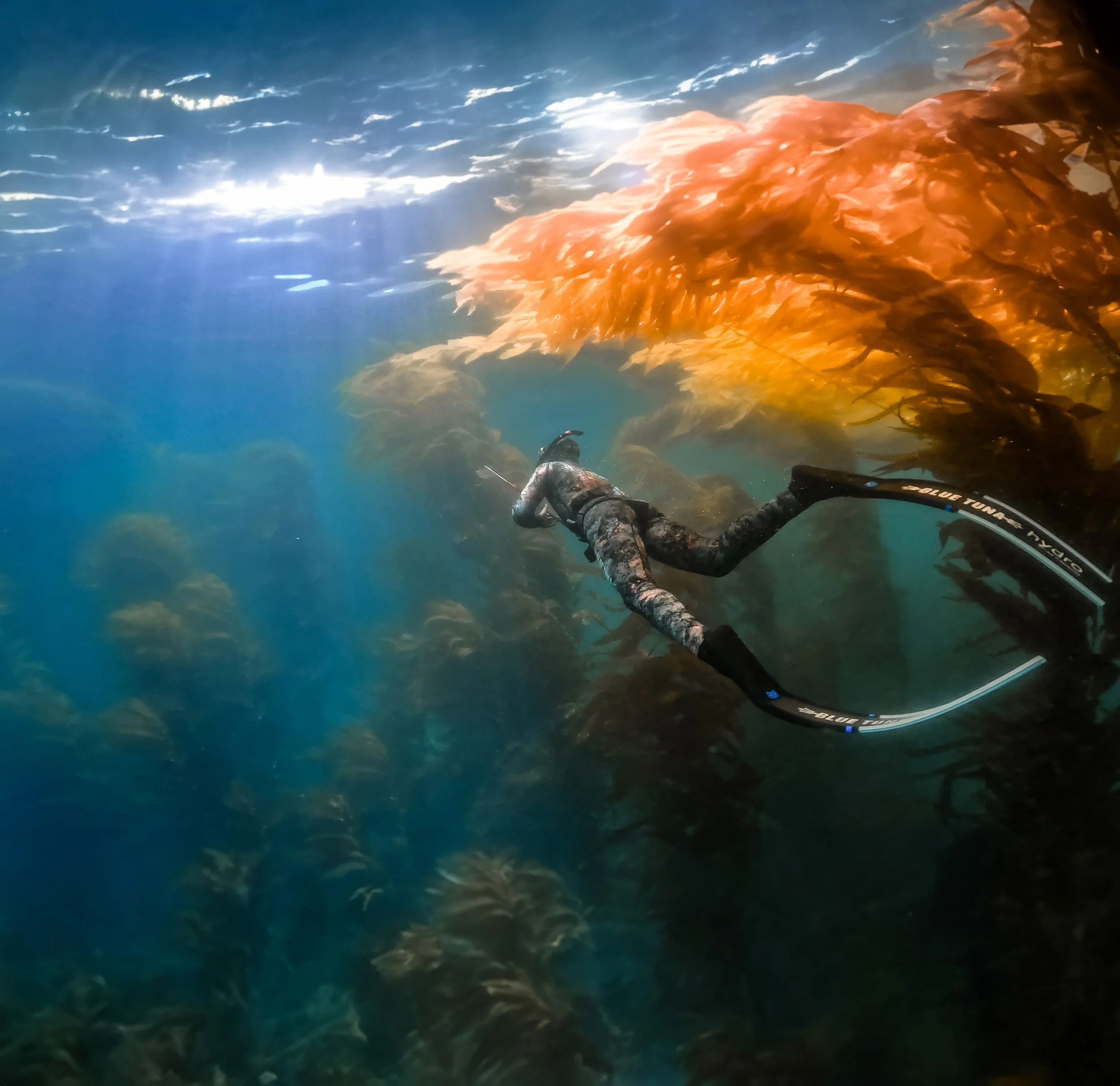 Dive Channel Islands - Scuba Diving Experience in California