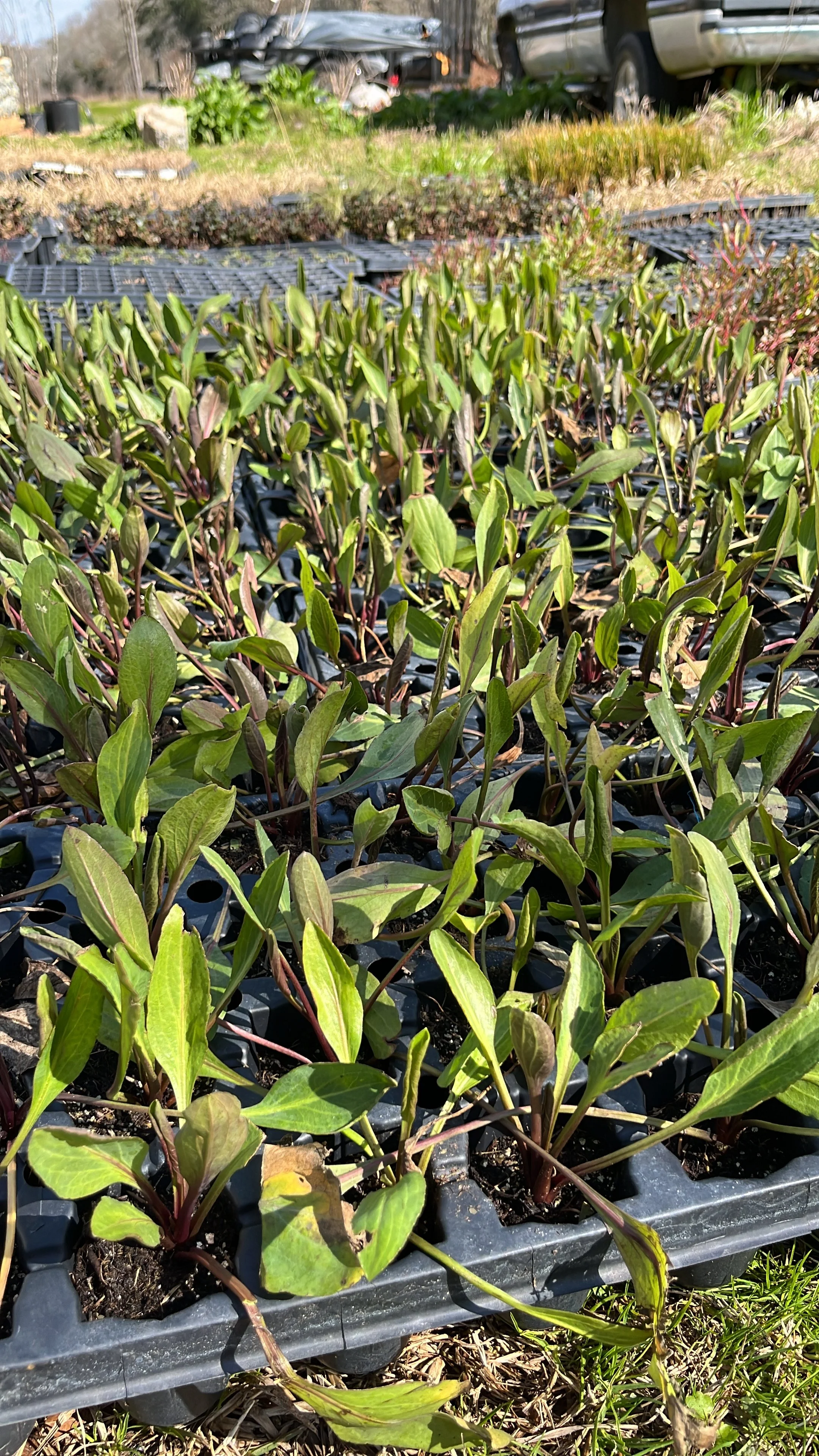 NATIVE PLANTS & SEED — Gulf Coast Flora | Wholesale Nursery ...