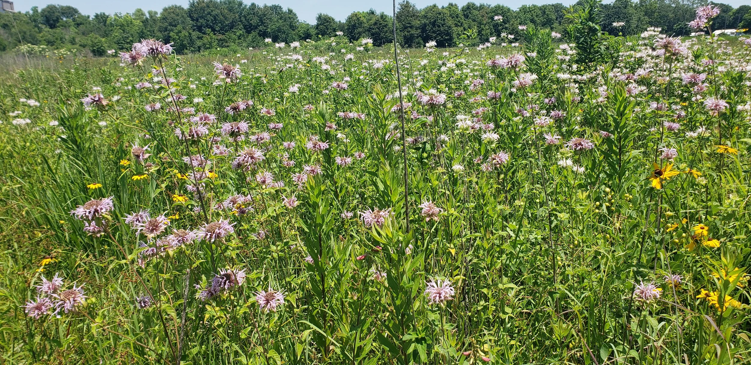 NATIVE PLANTS & SEED — Gulf Coast Flora | Wholesale Nursery ...