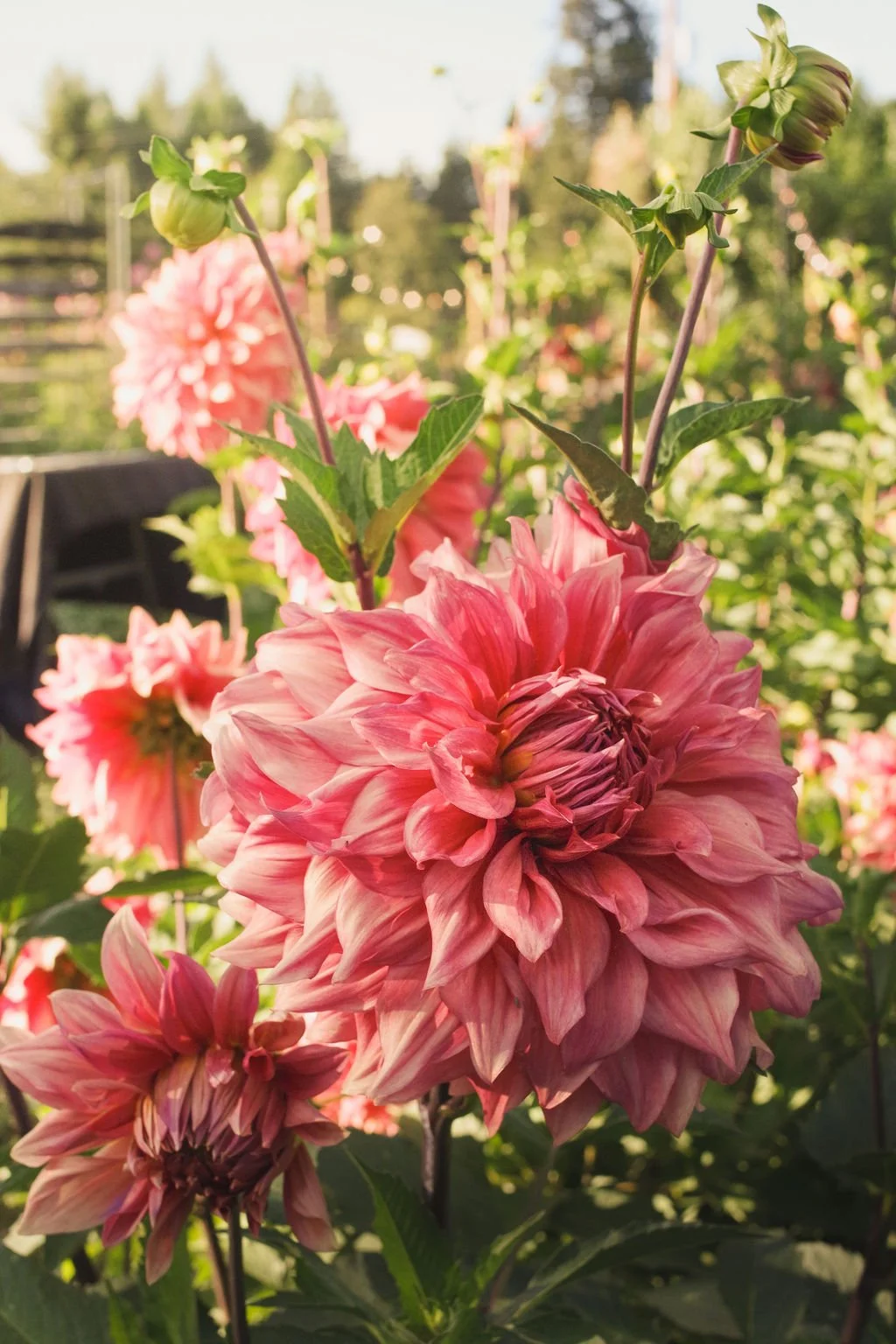 Flower Farming Business Academy - 24hr Offer — Flower Farming For Profit