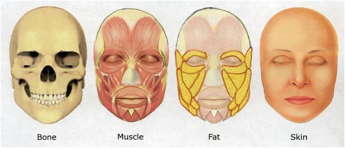 Facing Face-Fat Facts — Kenzai